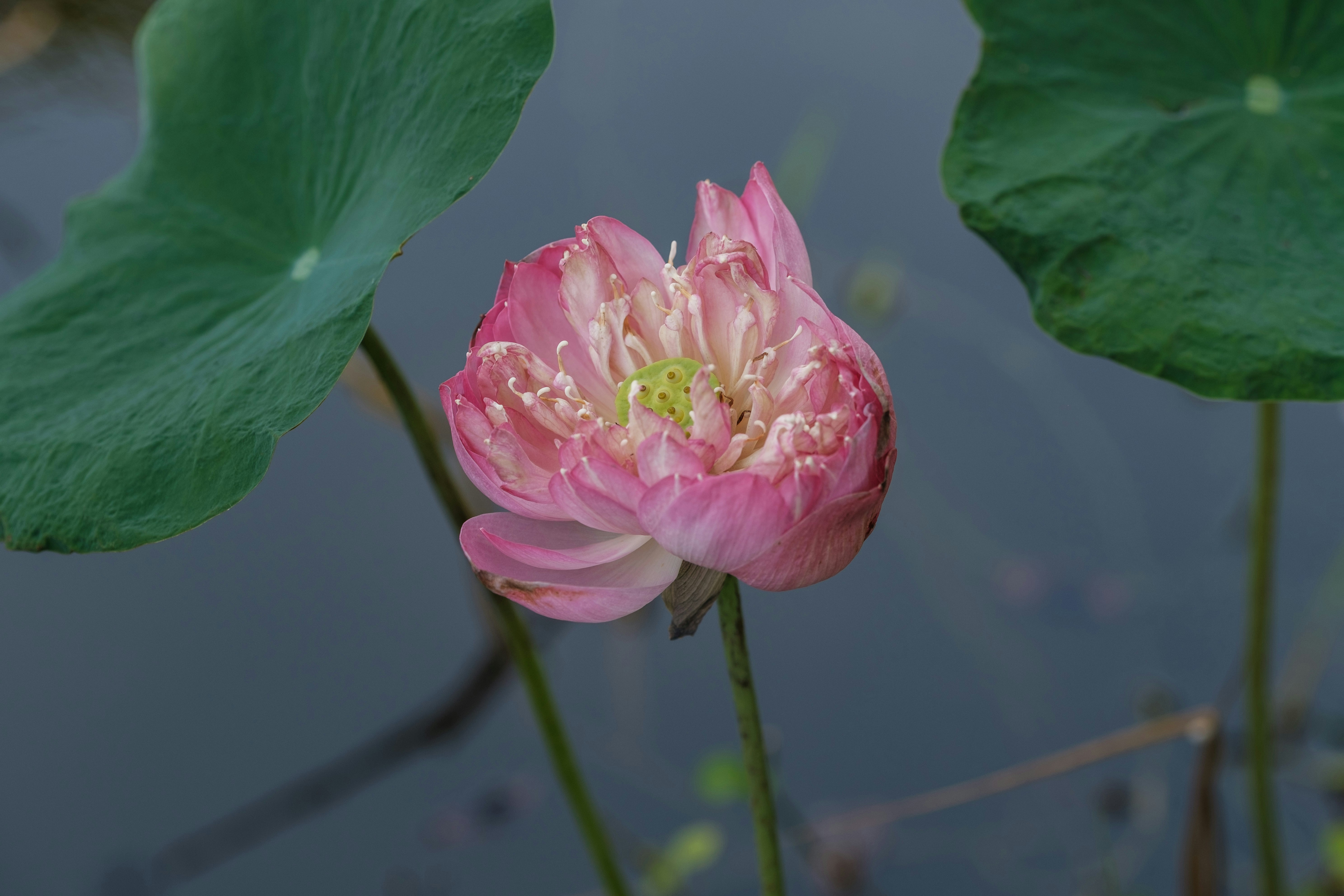 Whispers of Serenity: The Lotus Blossom