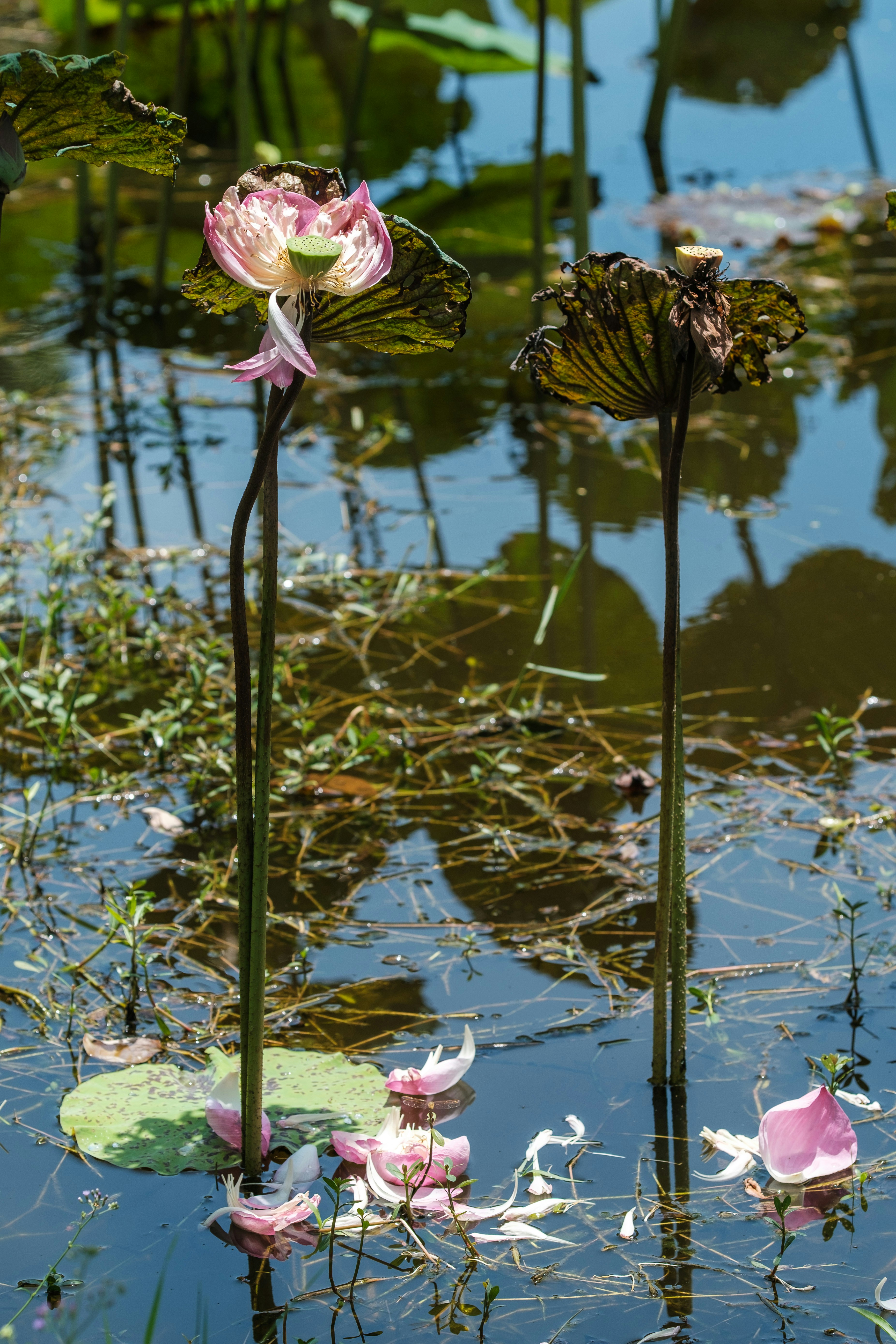 Whispers of the Water Lily