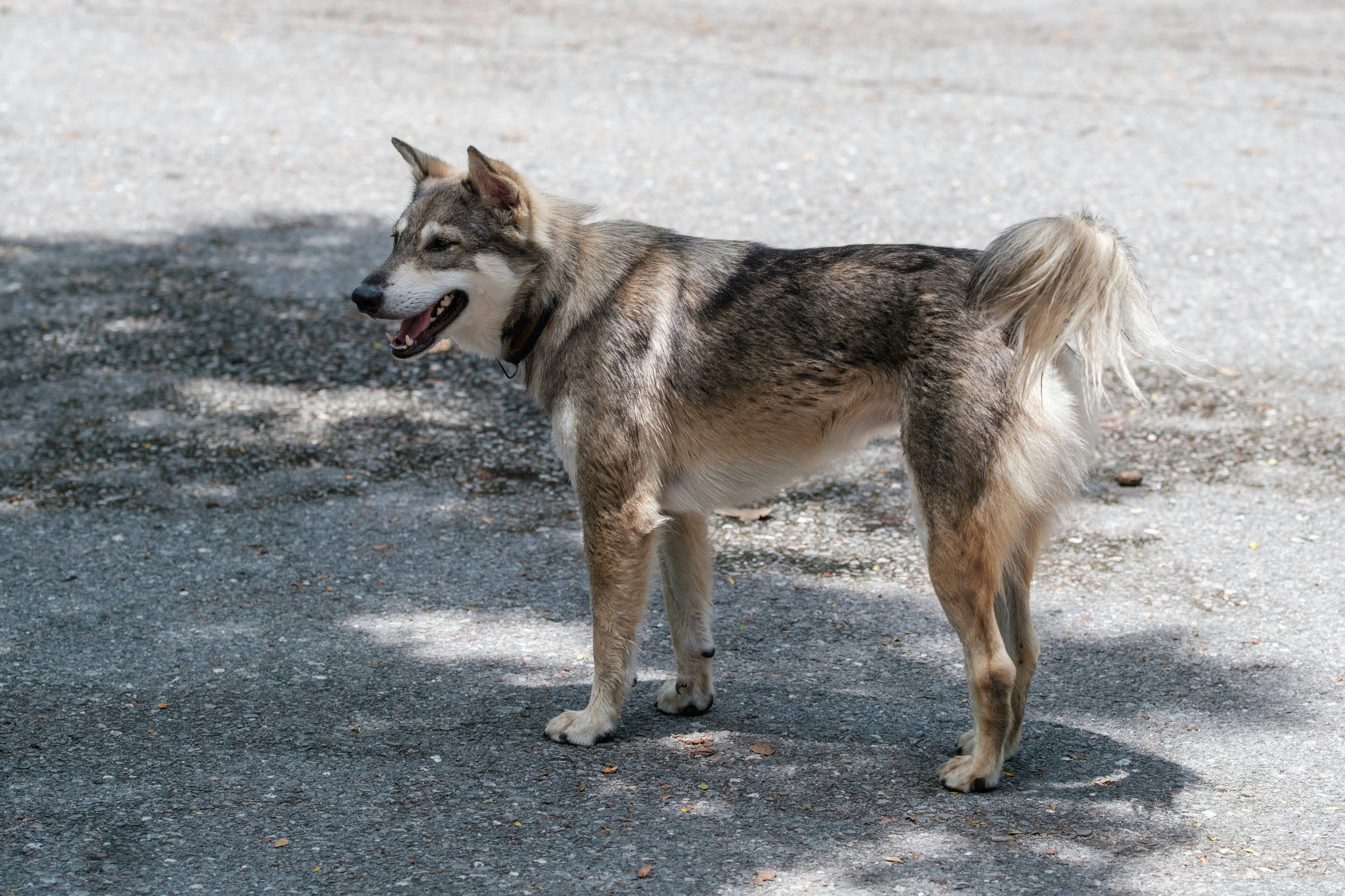 A dog stands on a gravelly surface.