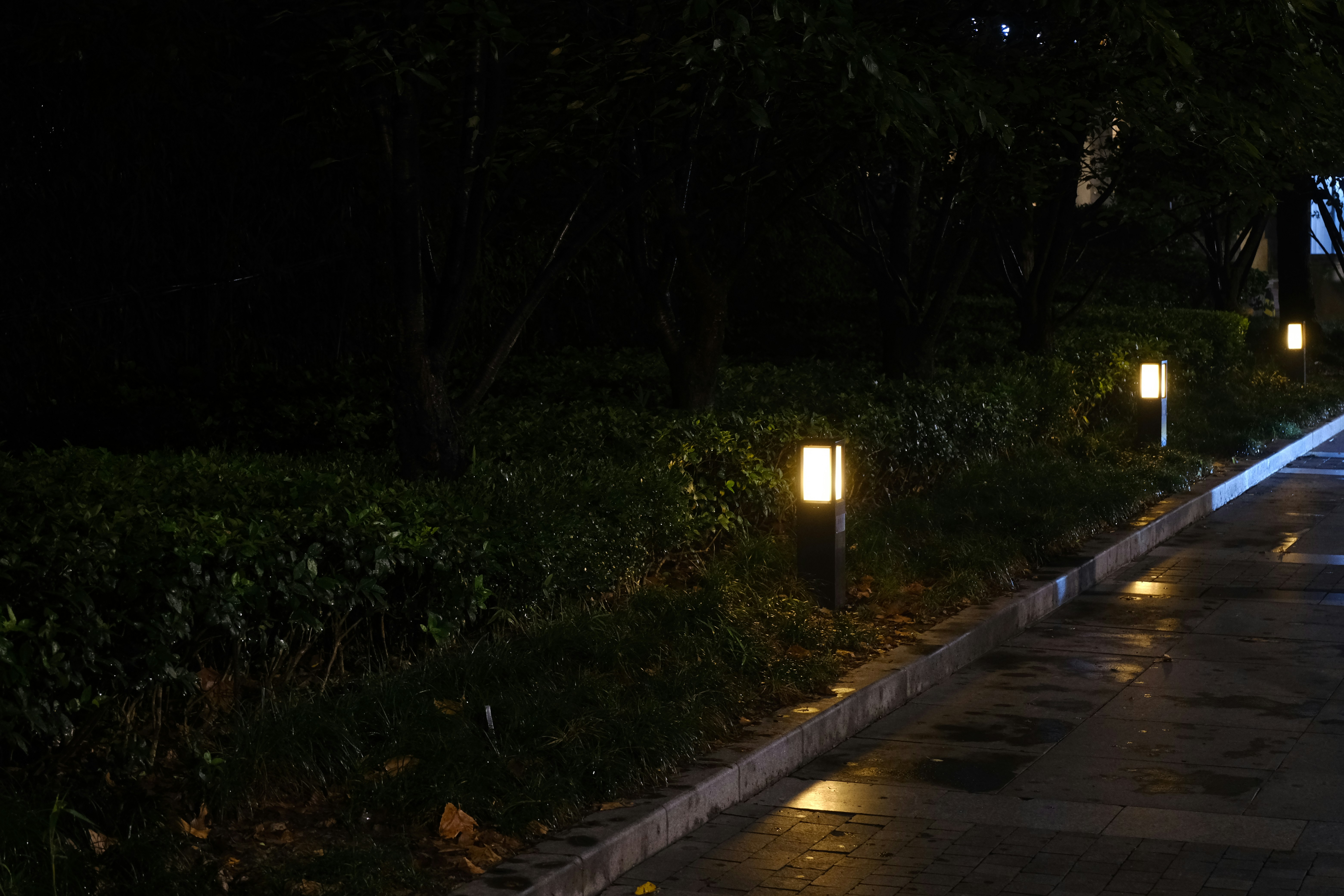 Illuminated Pathway: A Nocturnal Walk