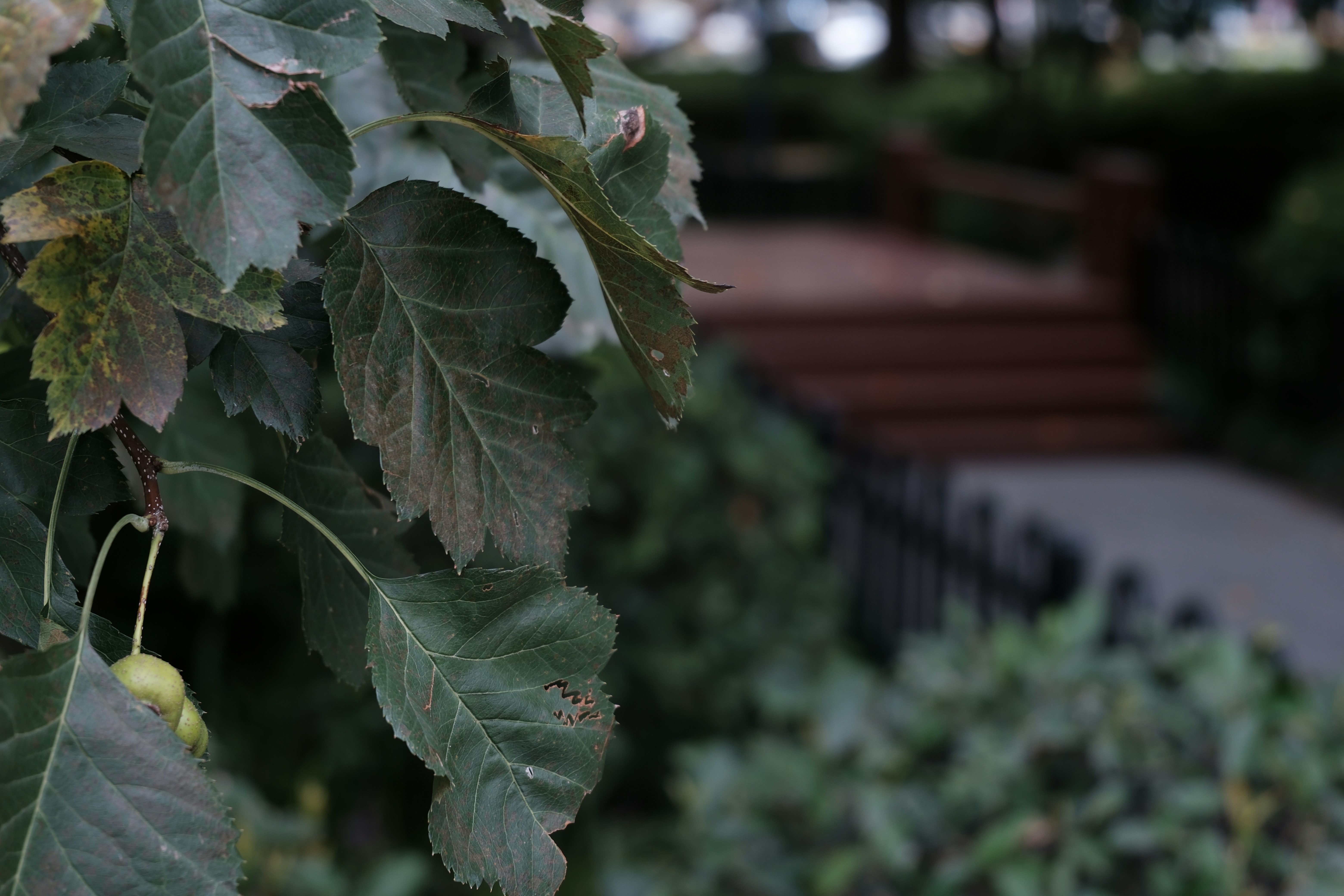 Whispers of Nature Amidst Urban Serenity