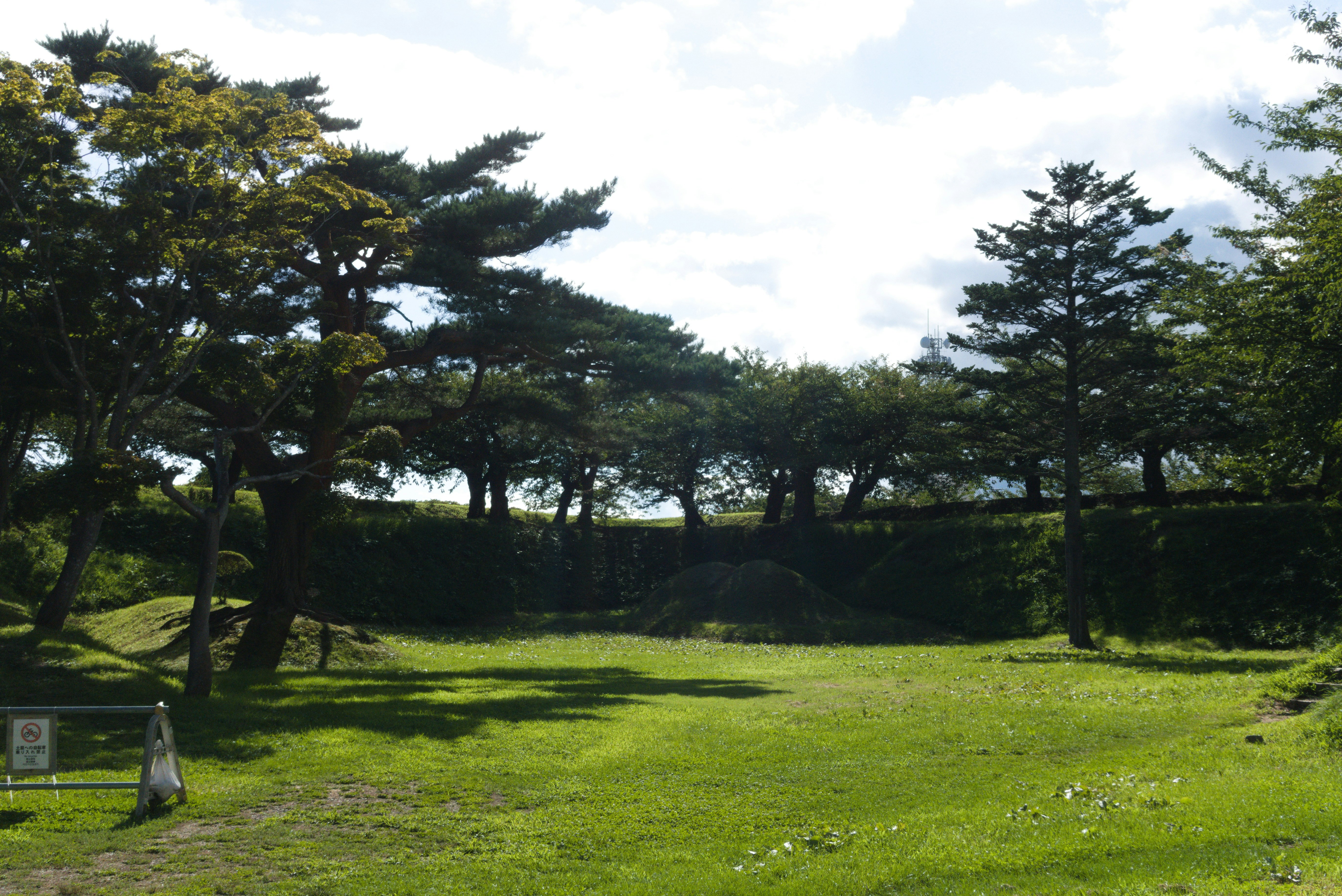 Sunlit Pines Over a Quiet Park Lawn