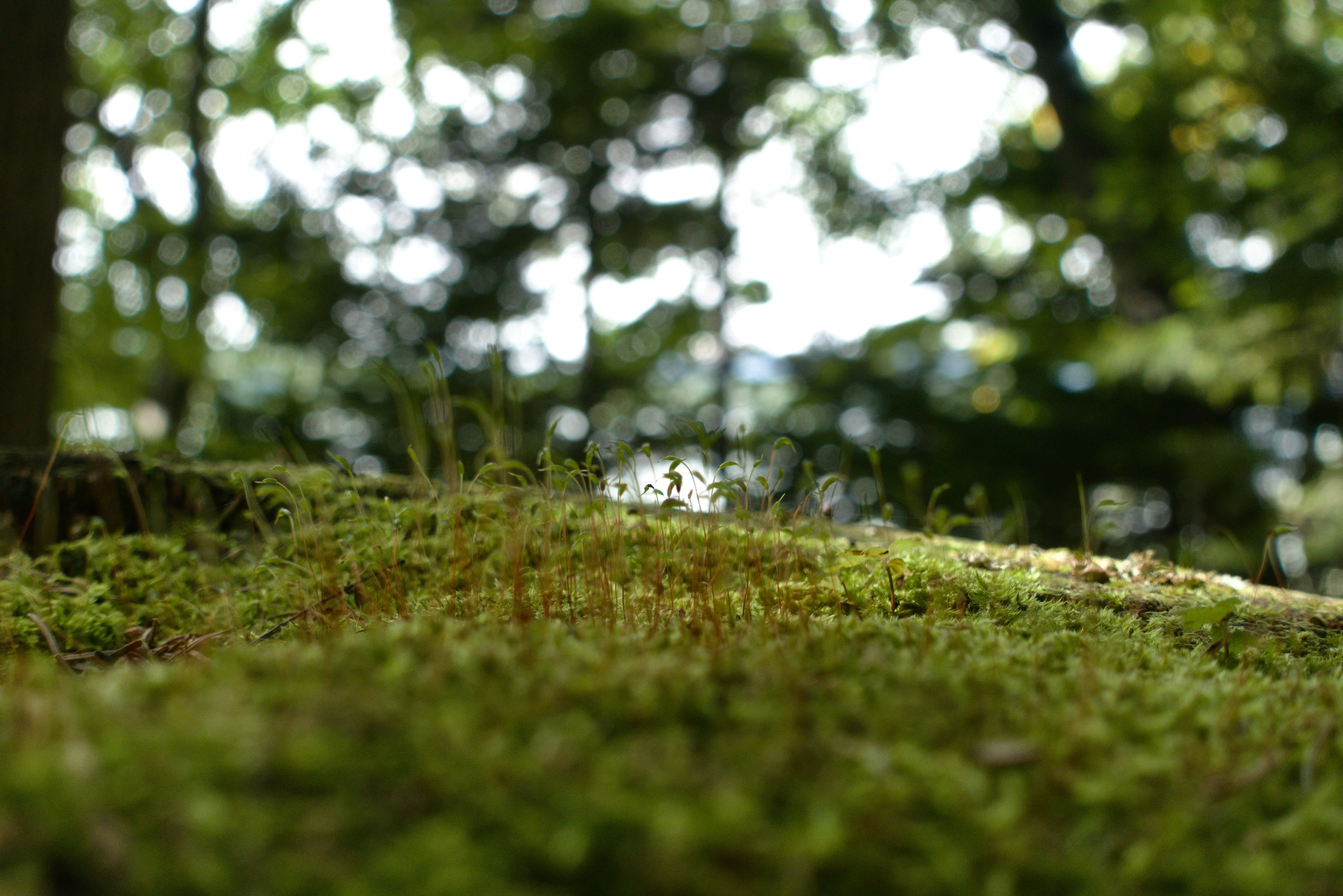 Whispers of the Forest Floor