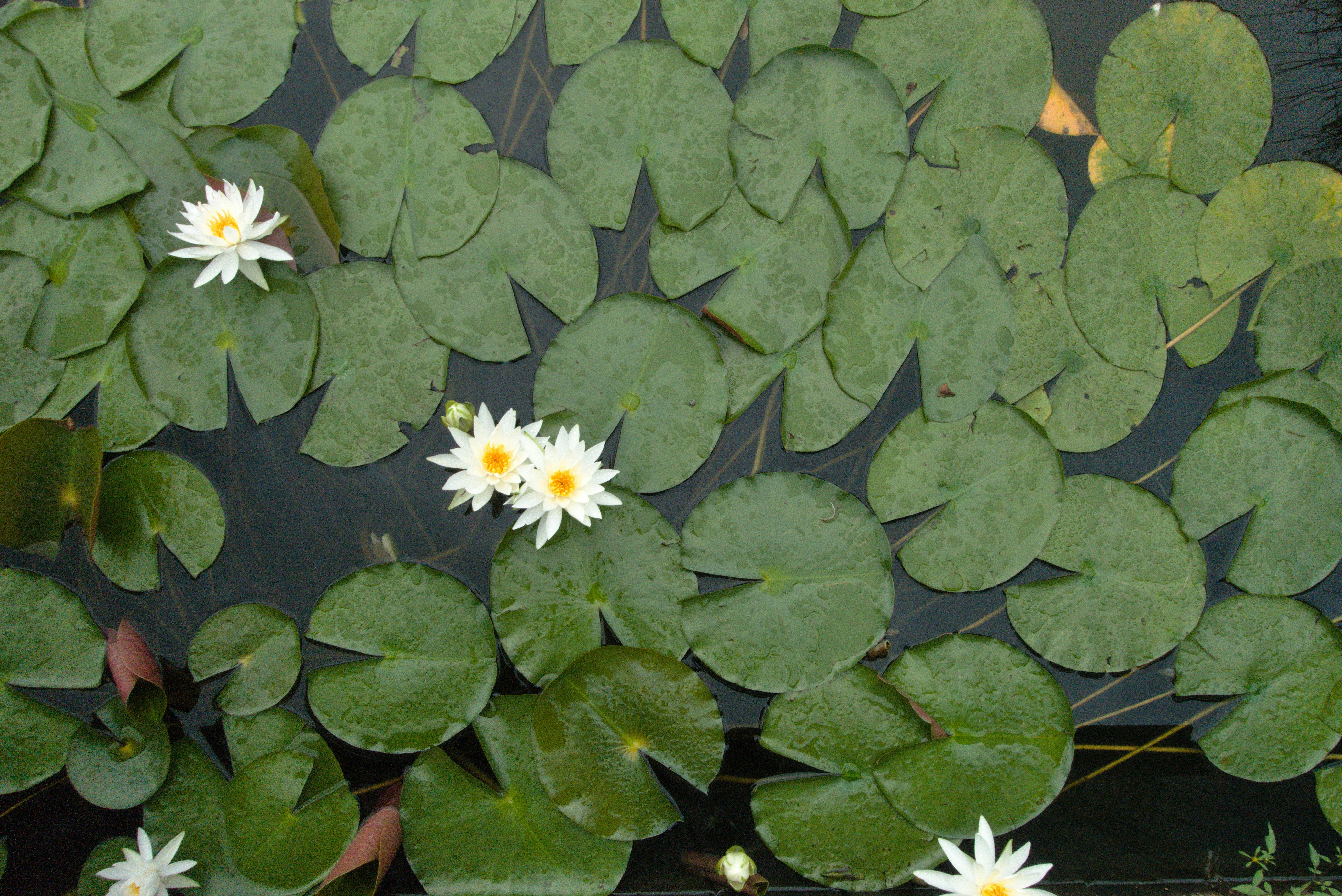 White water lilies float on a dark pond.