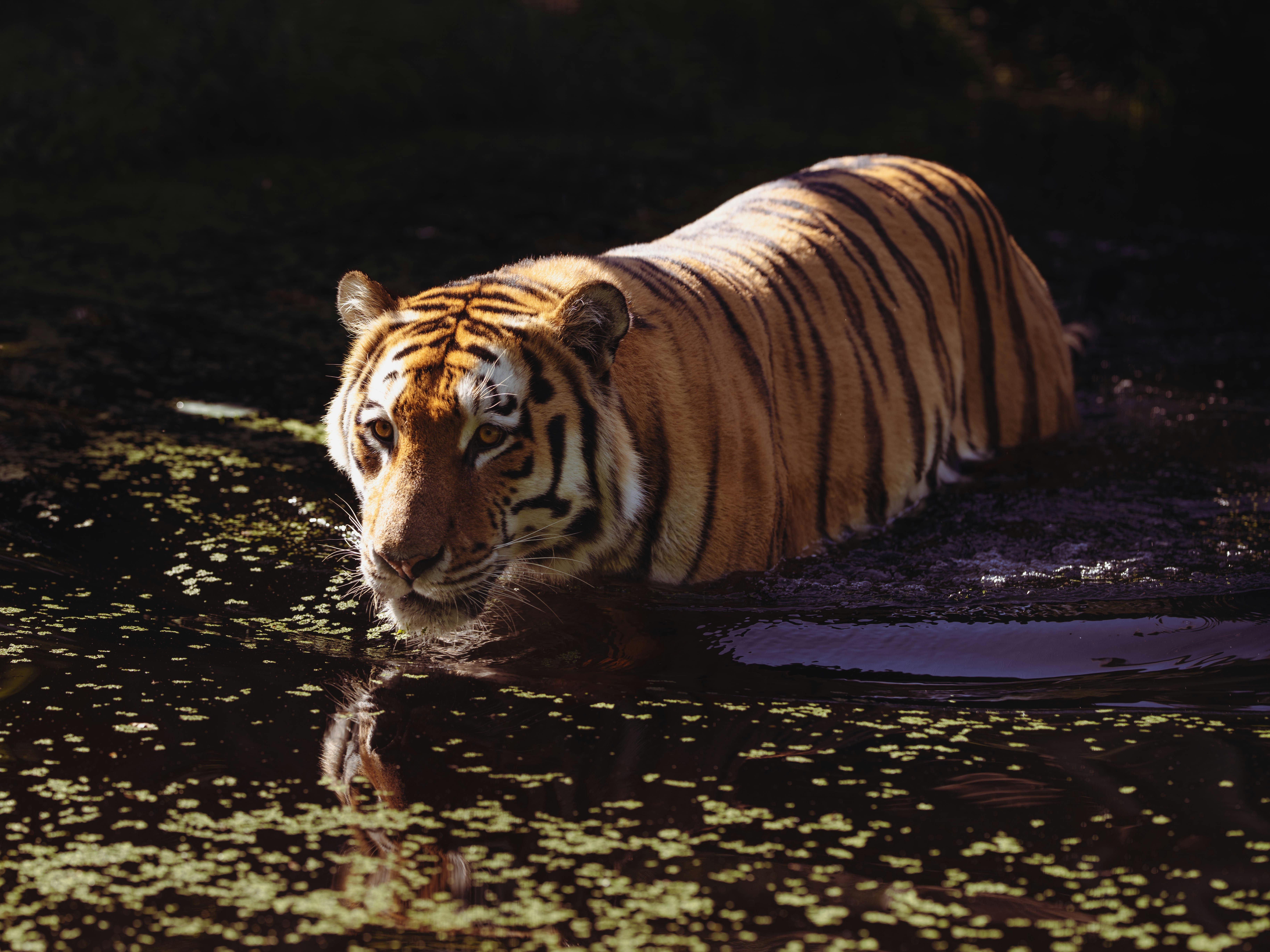 Shadowed Reflections: Tiger in a Quiet Pool