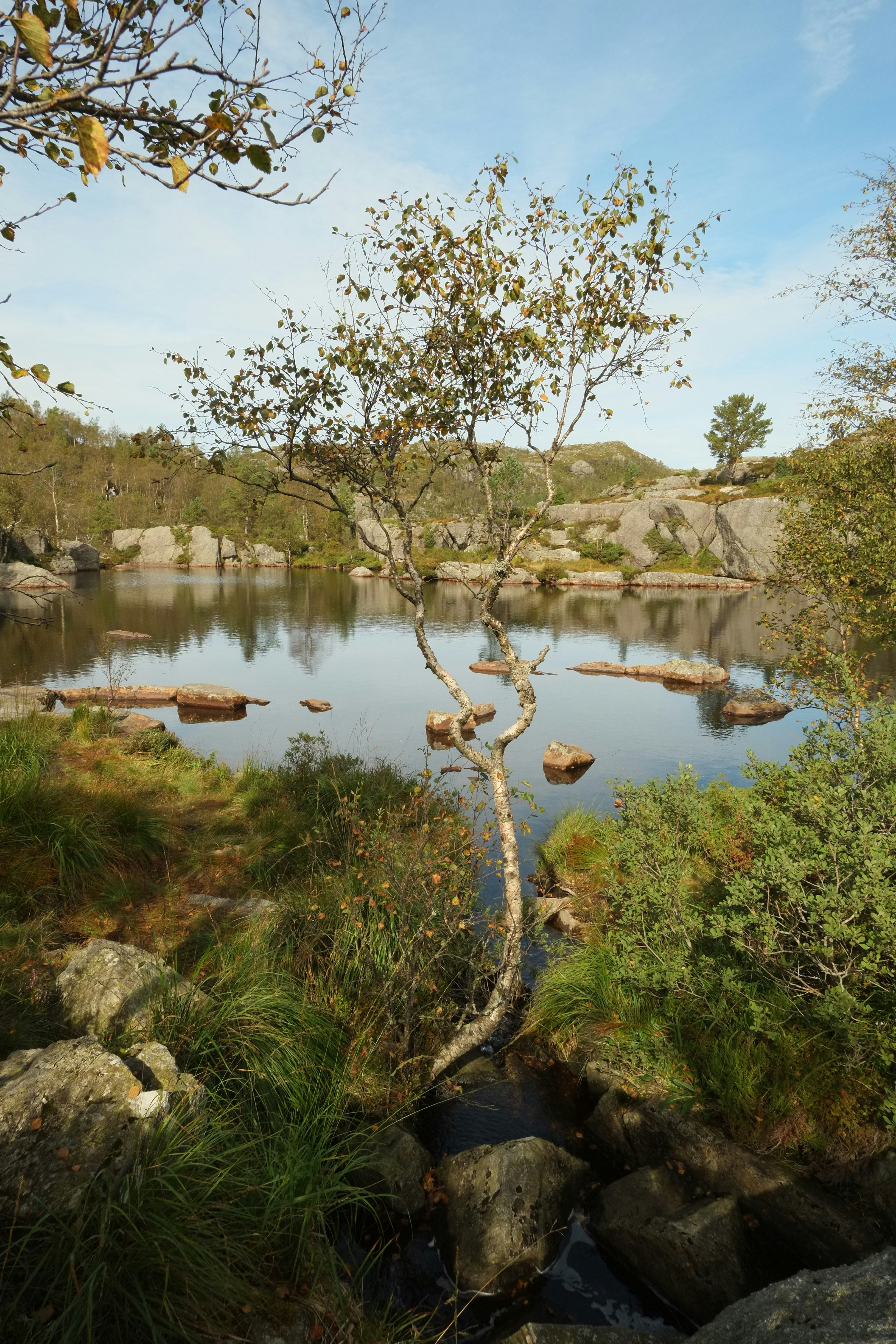 Twisted Reflections: Nature's Serpentine Form