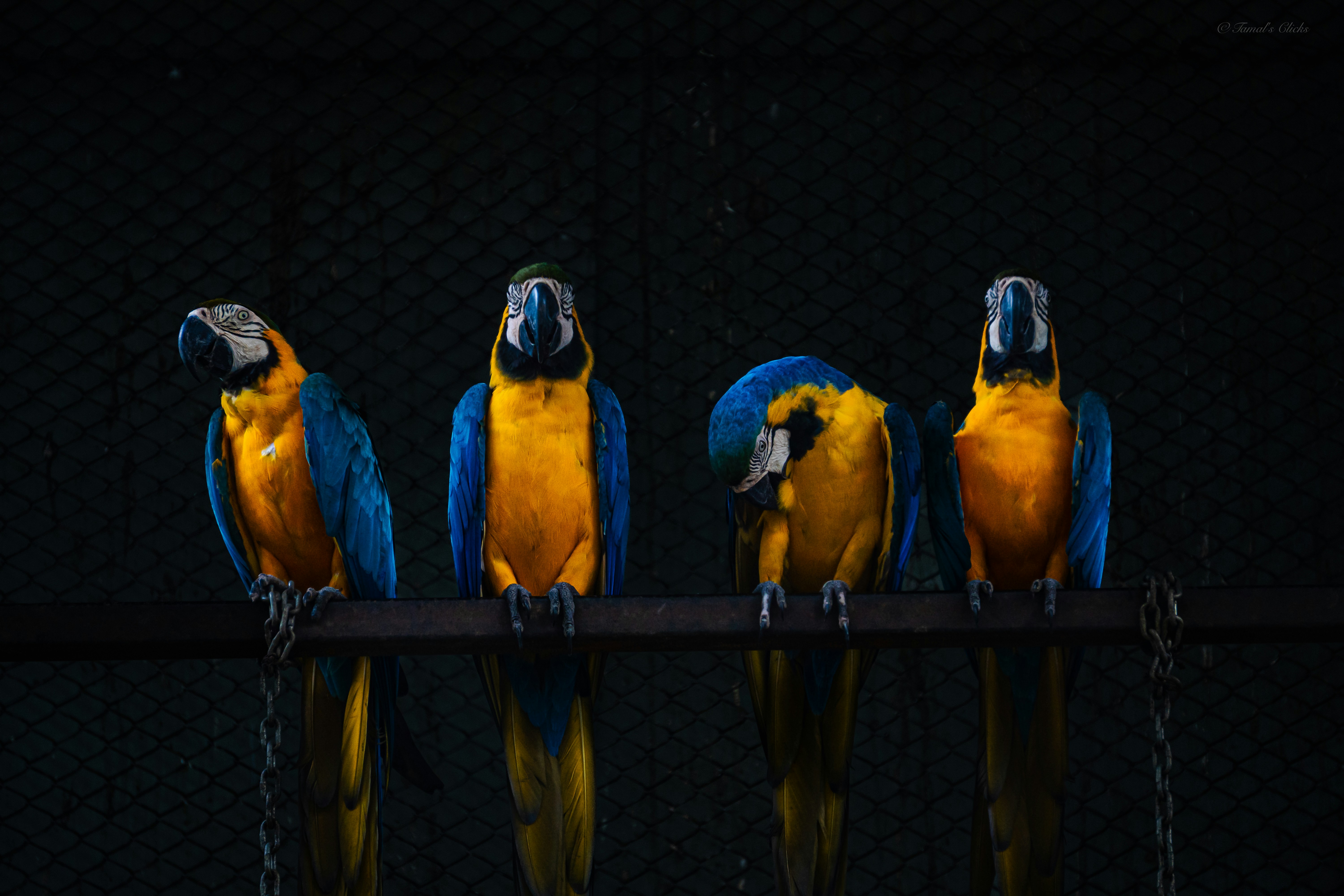 Harmony in Plumage: A Parrot Quartet