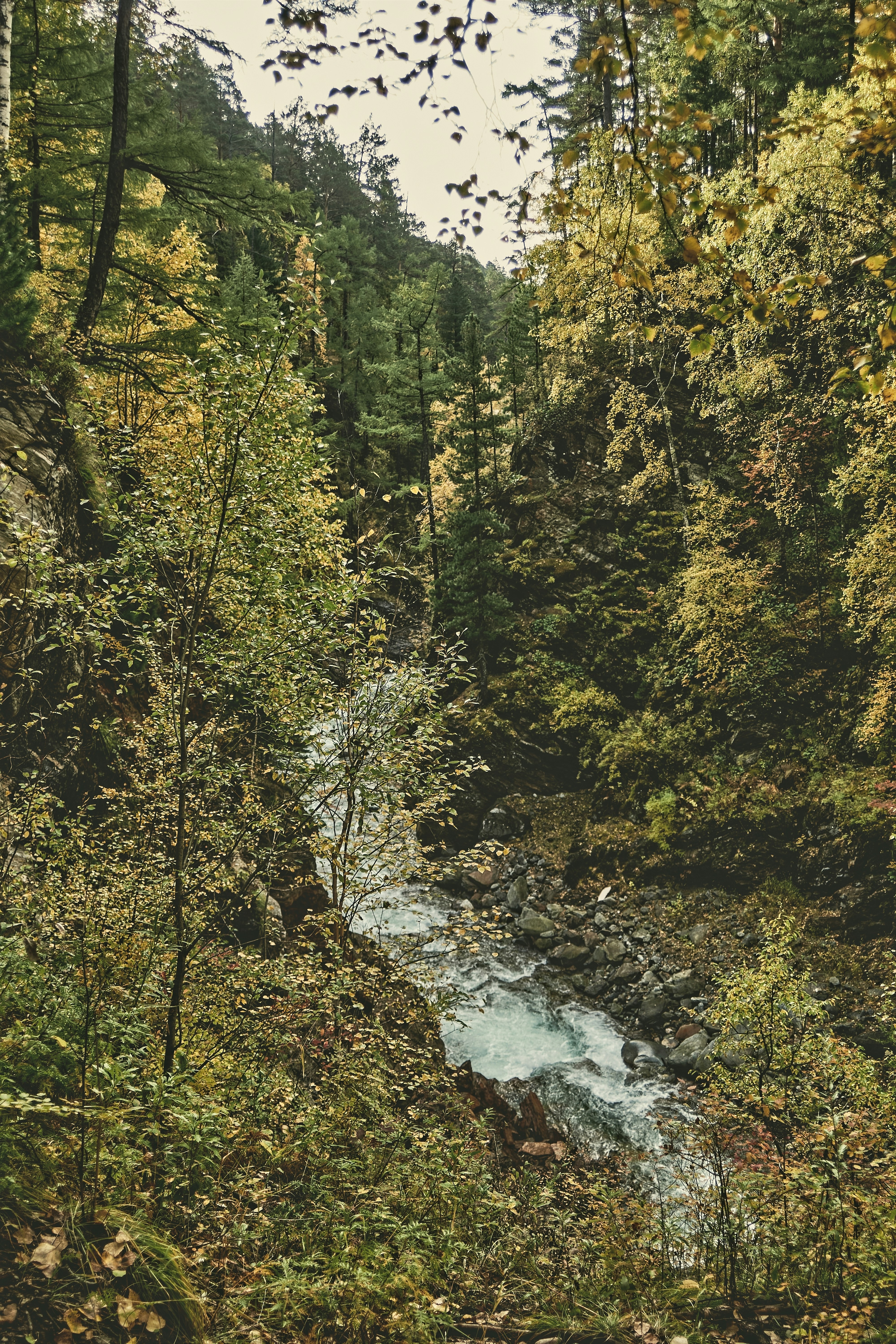 A stream flows through a lush, green forest.