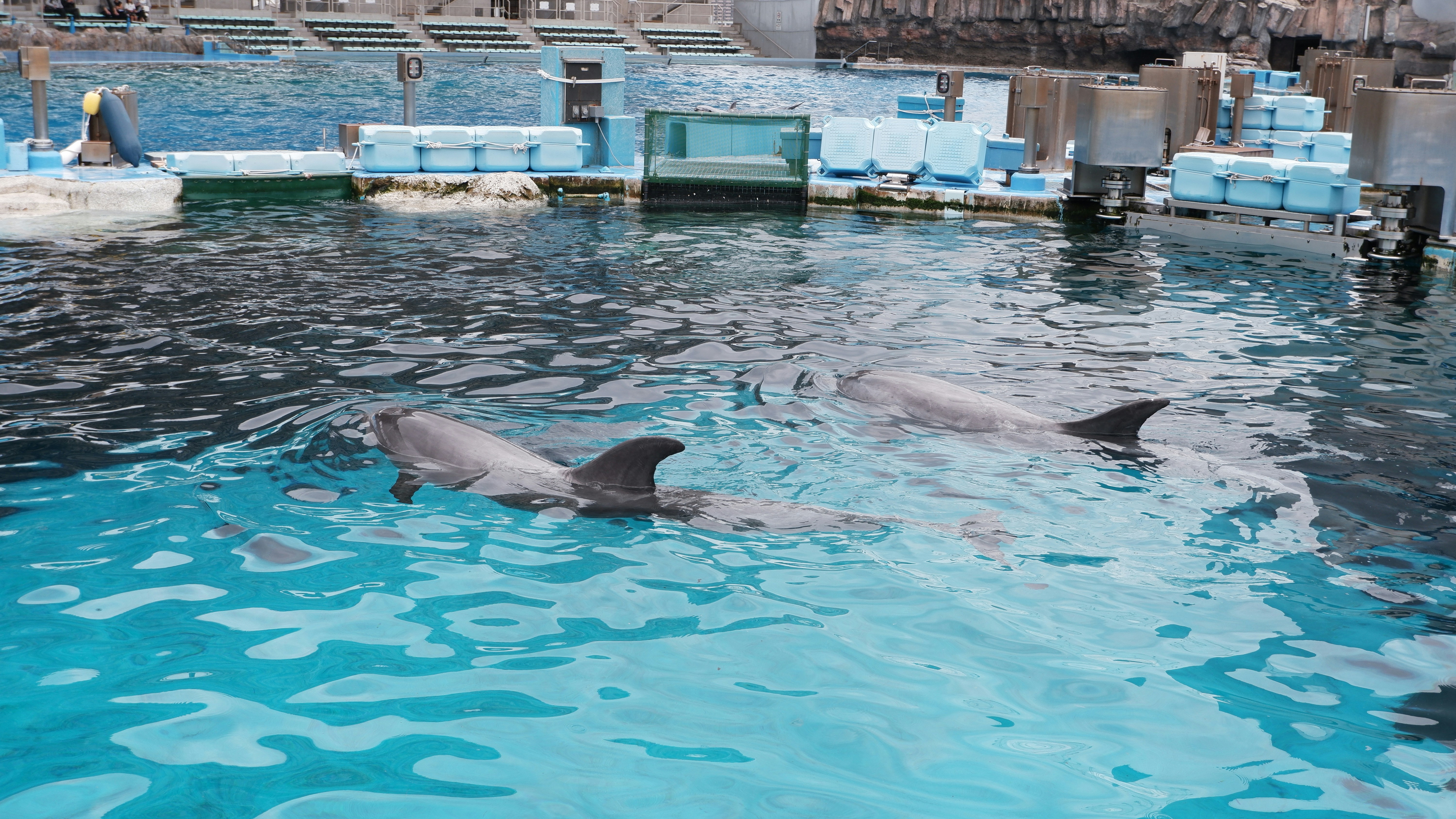 Harmony in Aqua: Dolphins at Play
