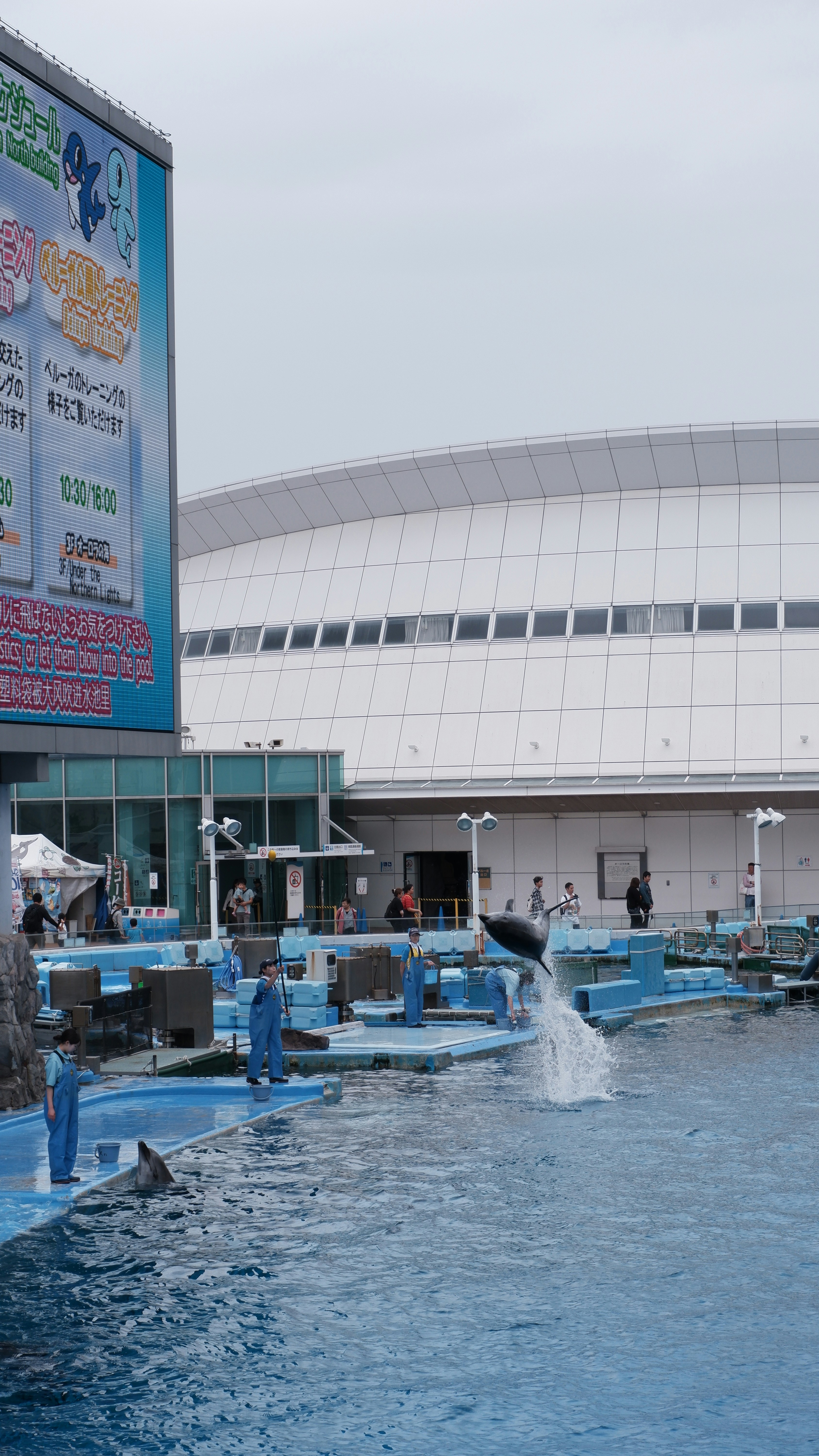 Dolphin Leap Over a Blue Pool beside the Curved White Arena