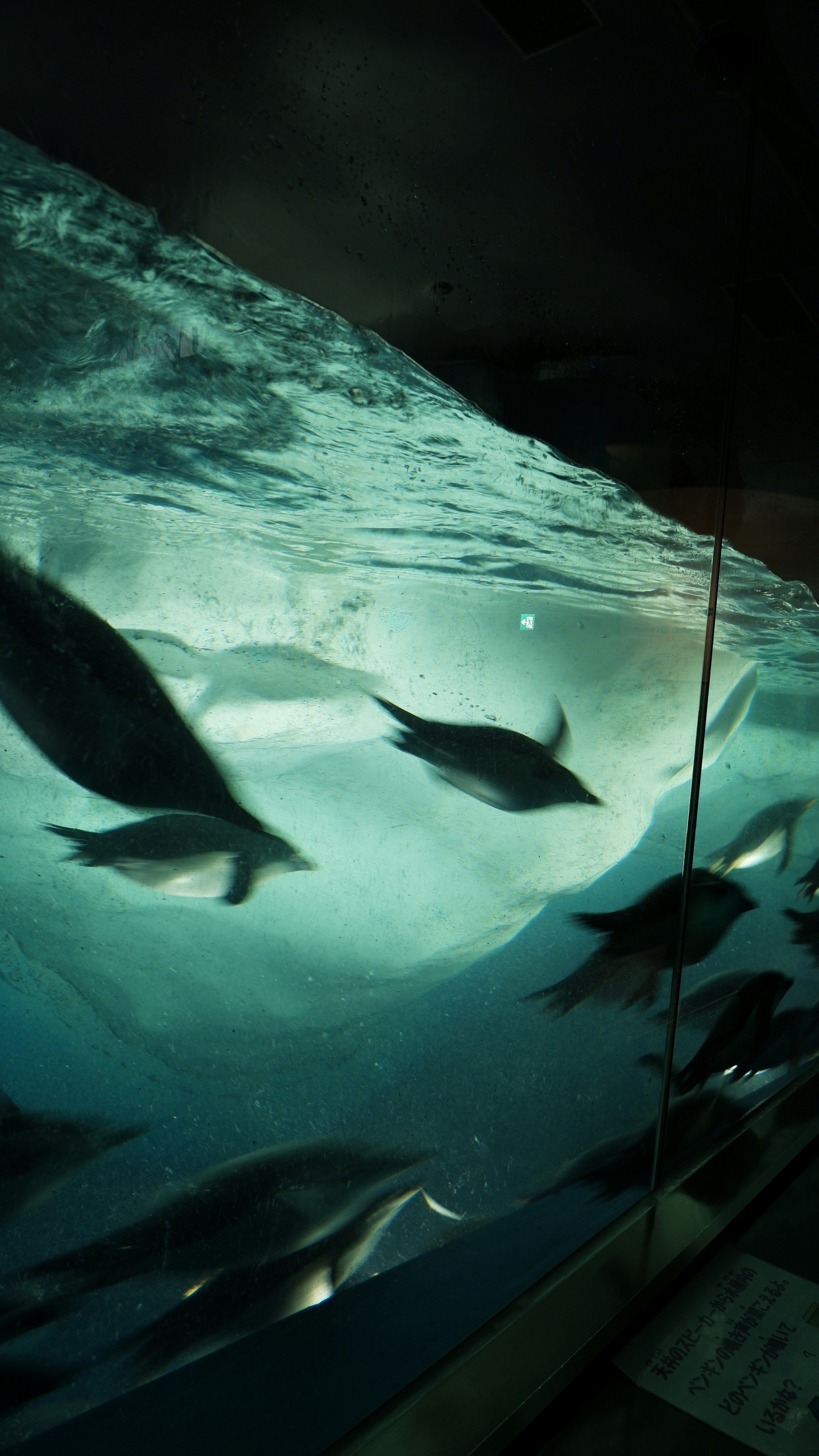 Beneath the Surface: A Penguin's Playground