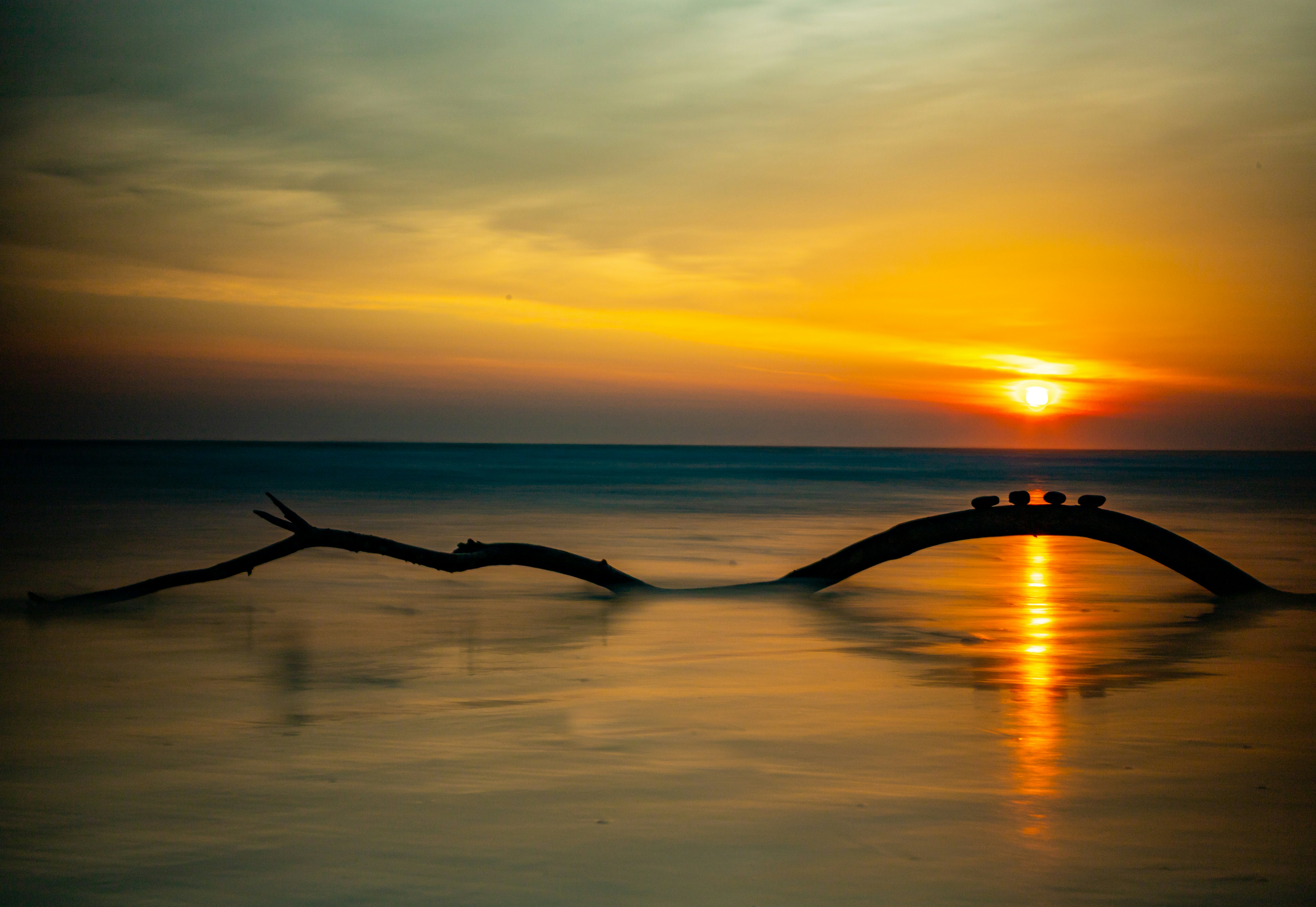 Whispers of Twilight: Nature's Embrace