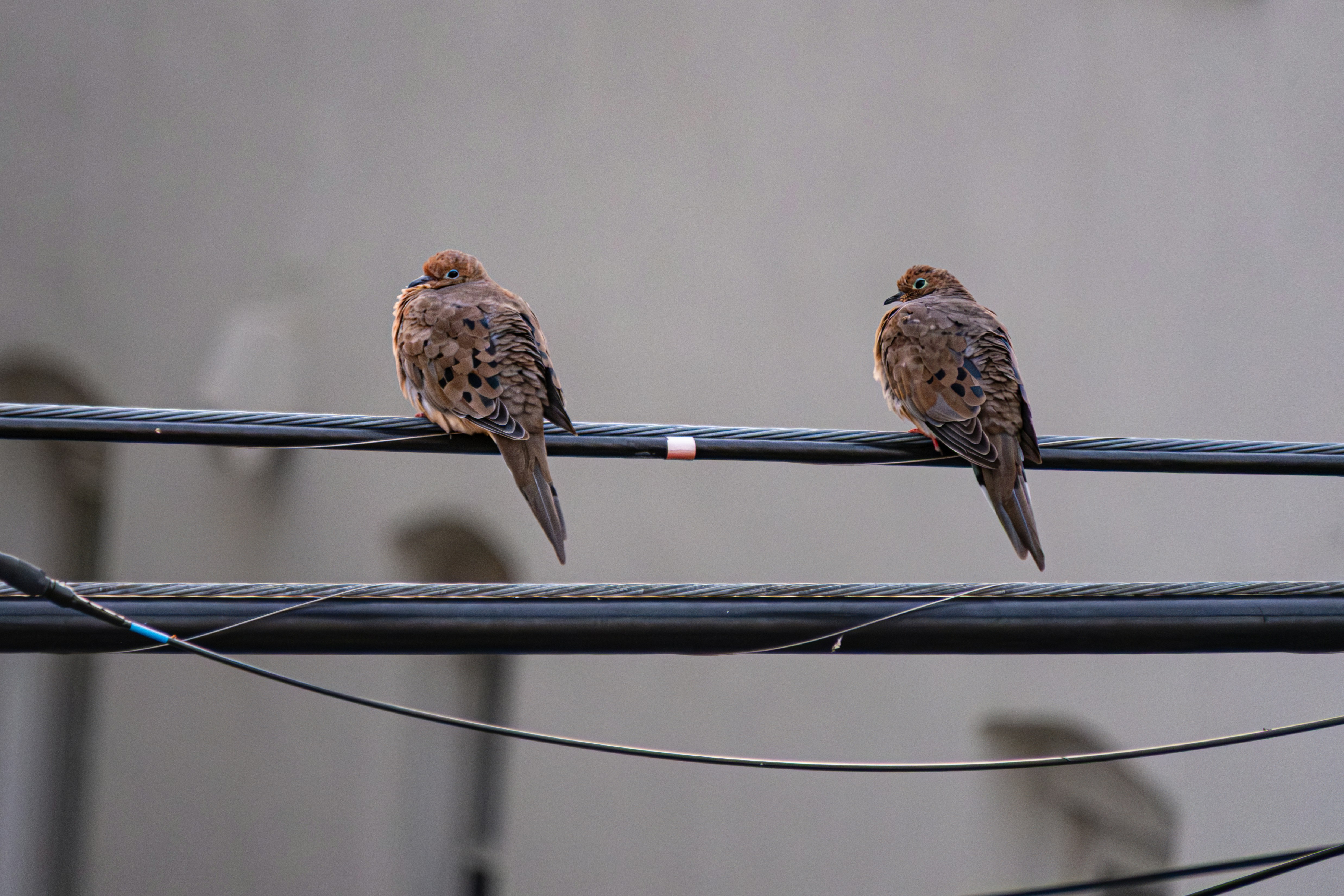Urban Perch: A Moment of Stillness