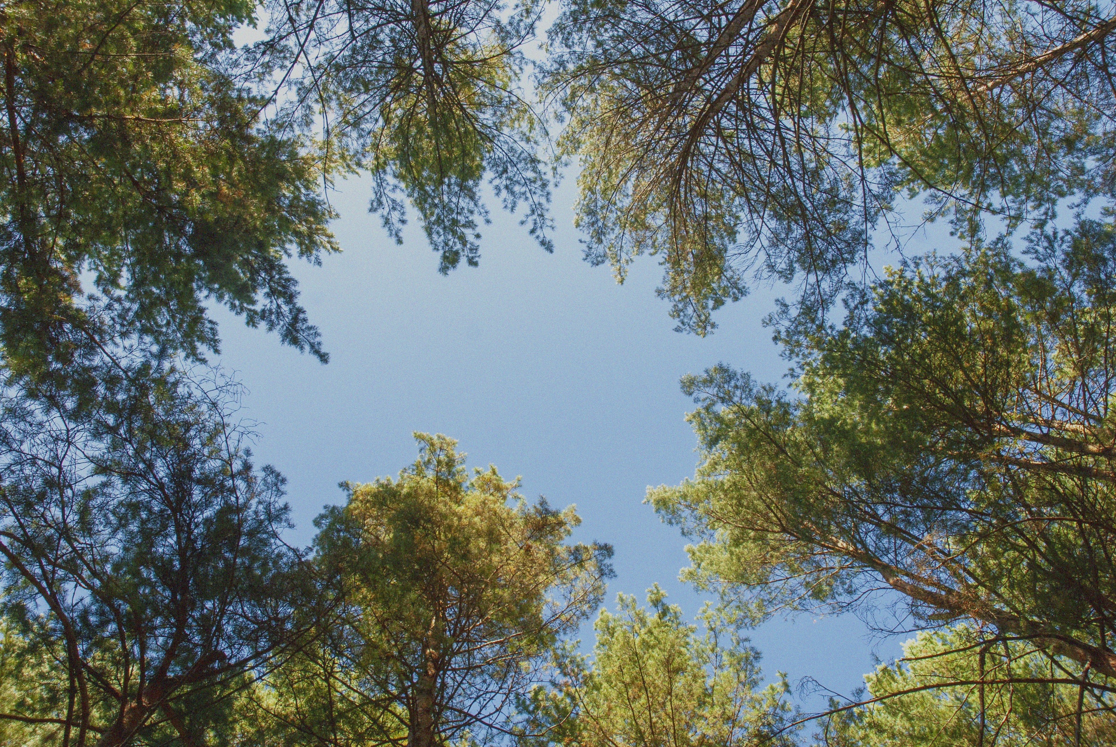 Looking up through pine trees towards a clear blue sky.