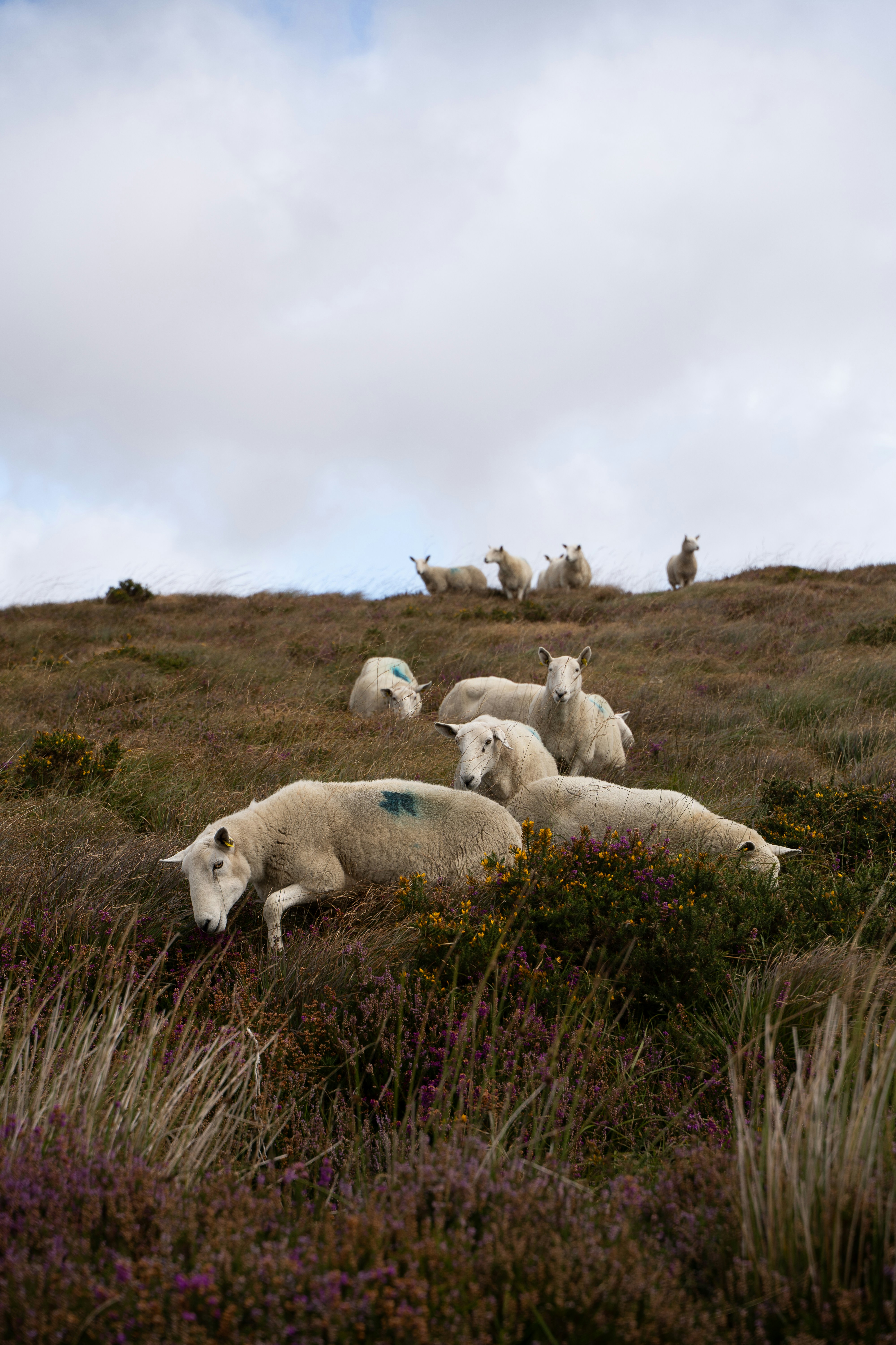 Grazing Harmony on Rolling Hills