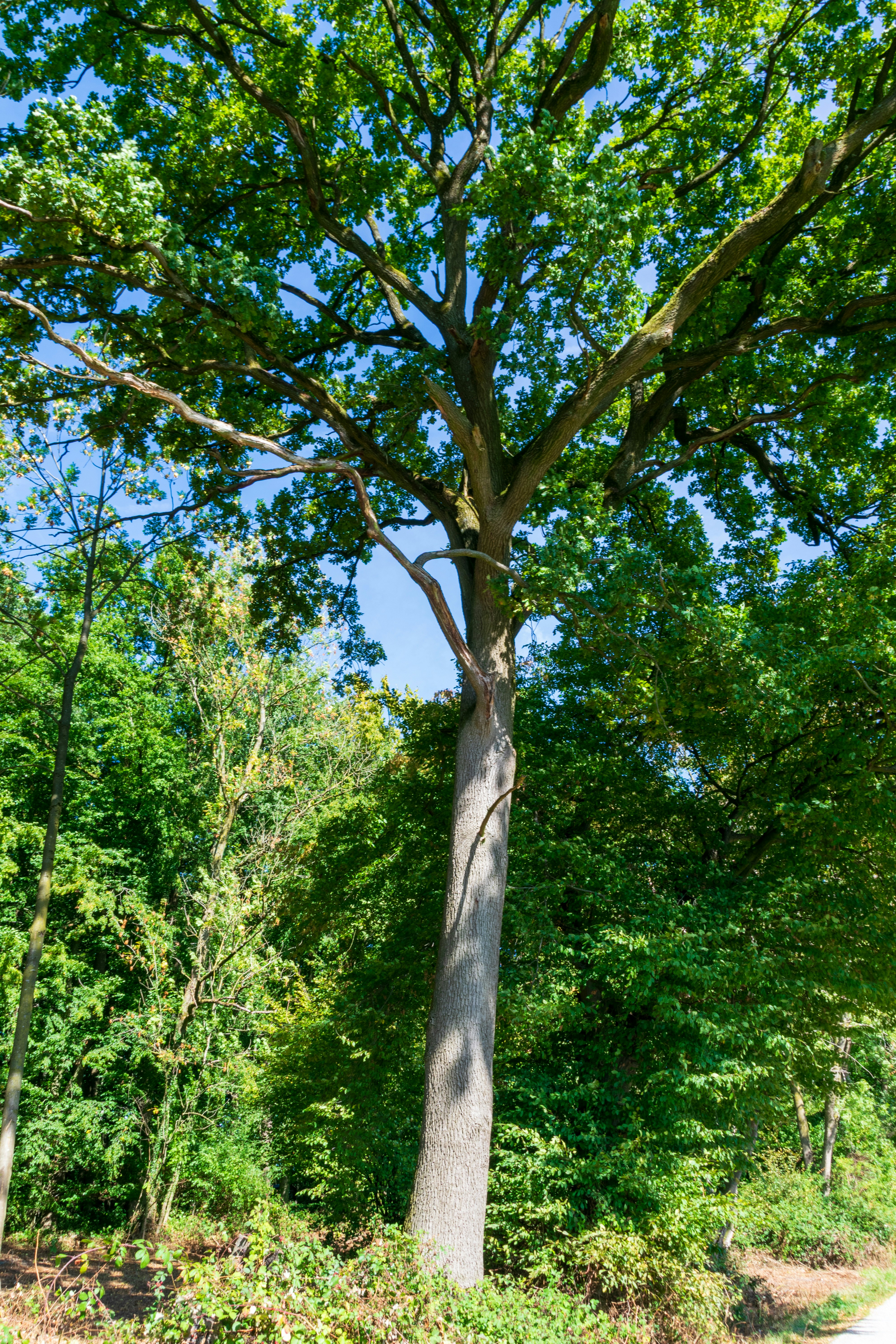 The Majestic Canopy: Nature's Green Umbrella