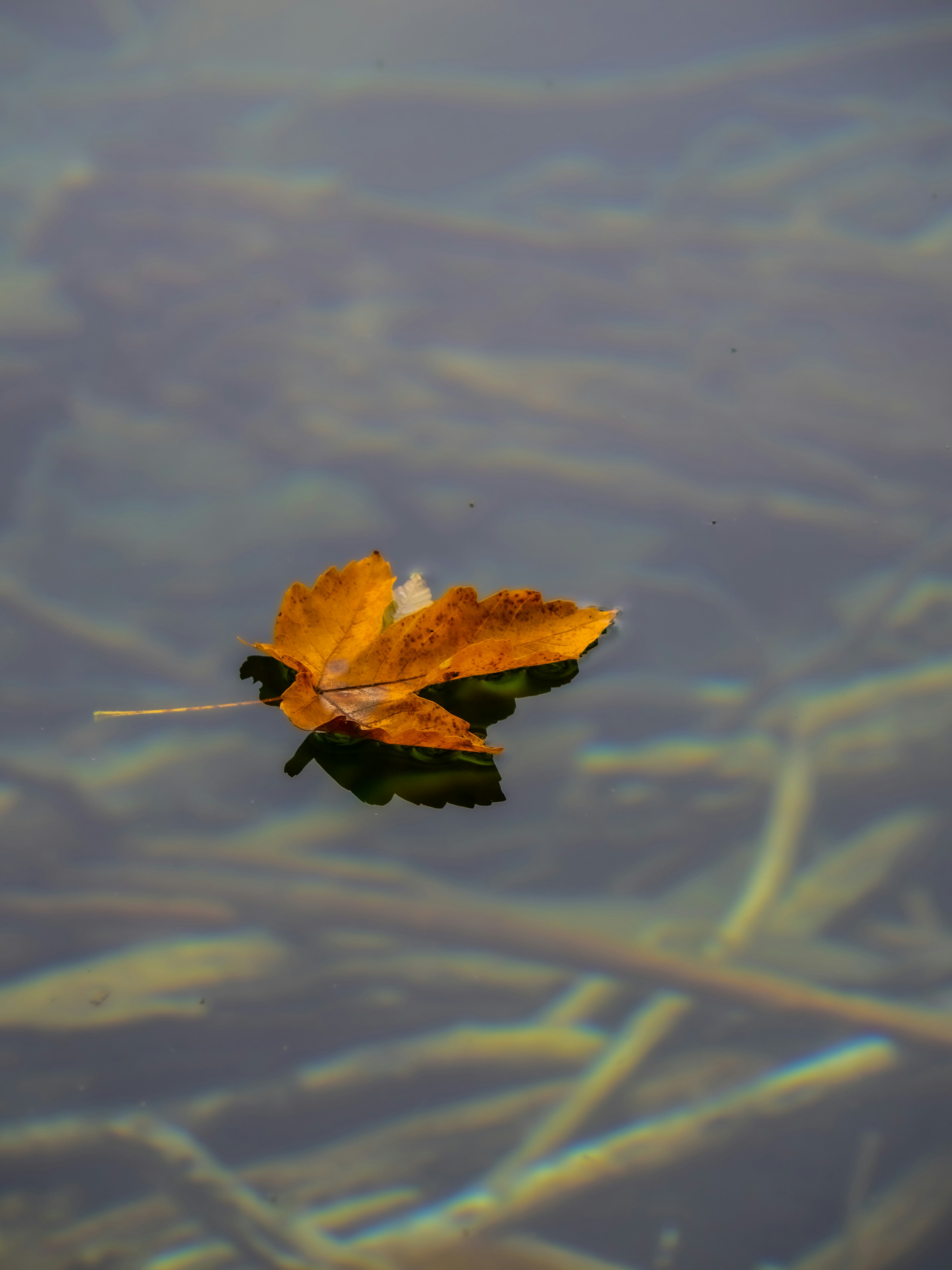 A lone autumn leaf floats serenely on the surface of a tranquil water body, surrounded by subtle reflections of submerged twigs. 