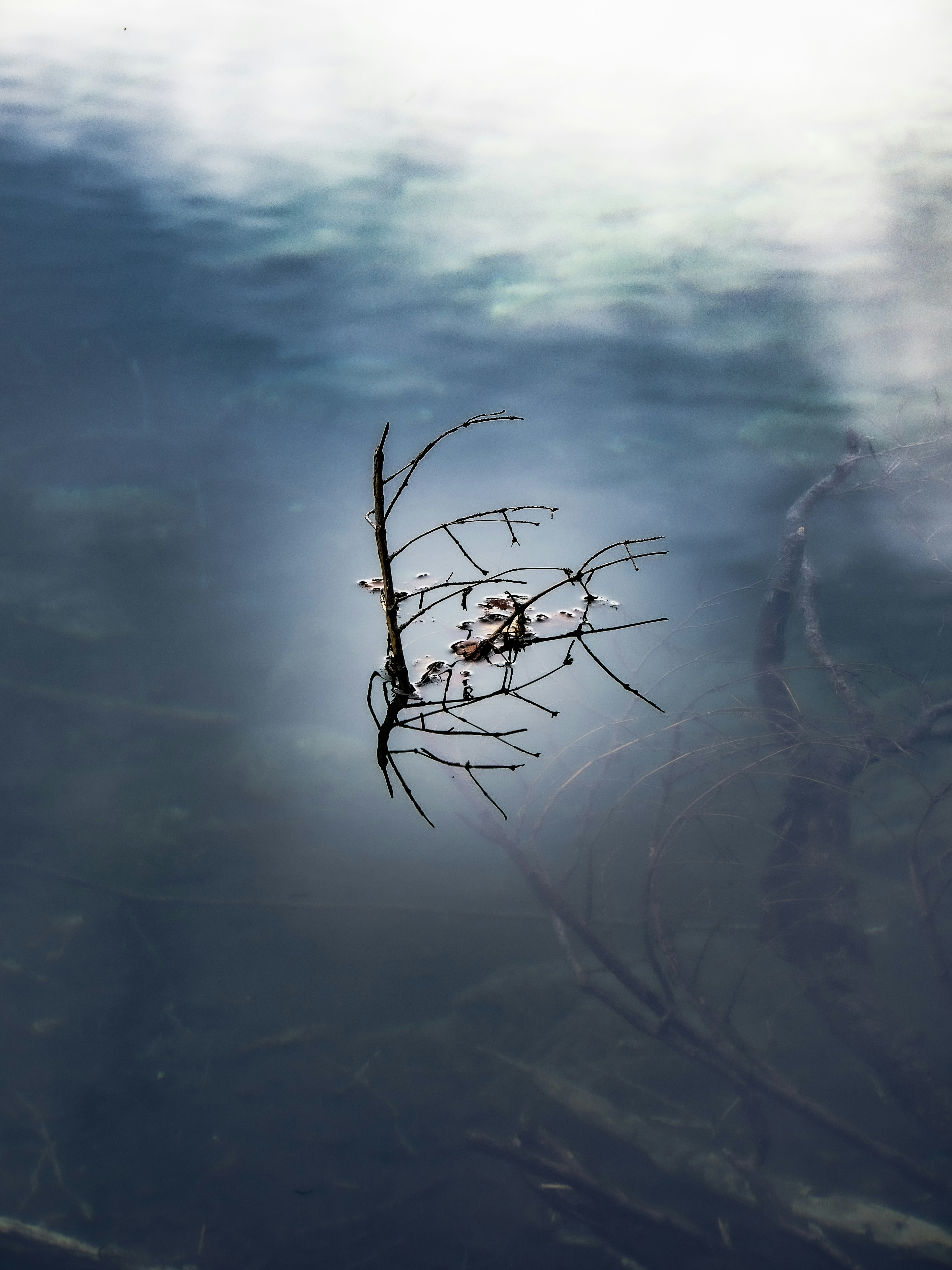 A solitary branch with leaves floats serenely on the surface of a tranquil water body, reflecting the surrounding environment.