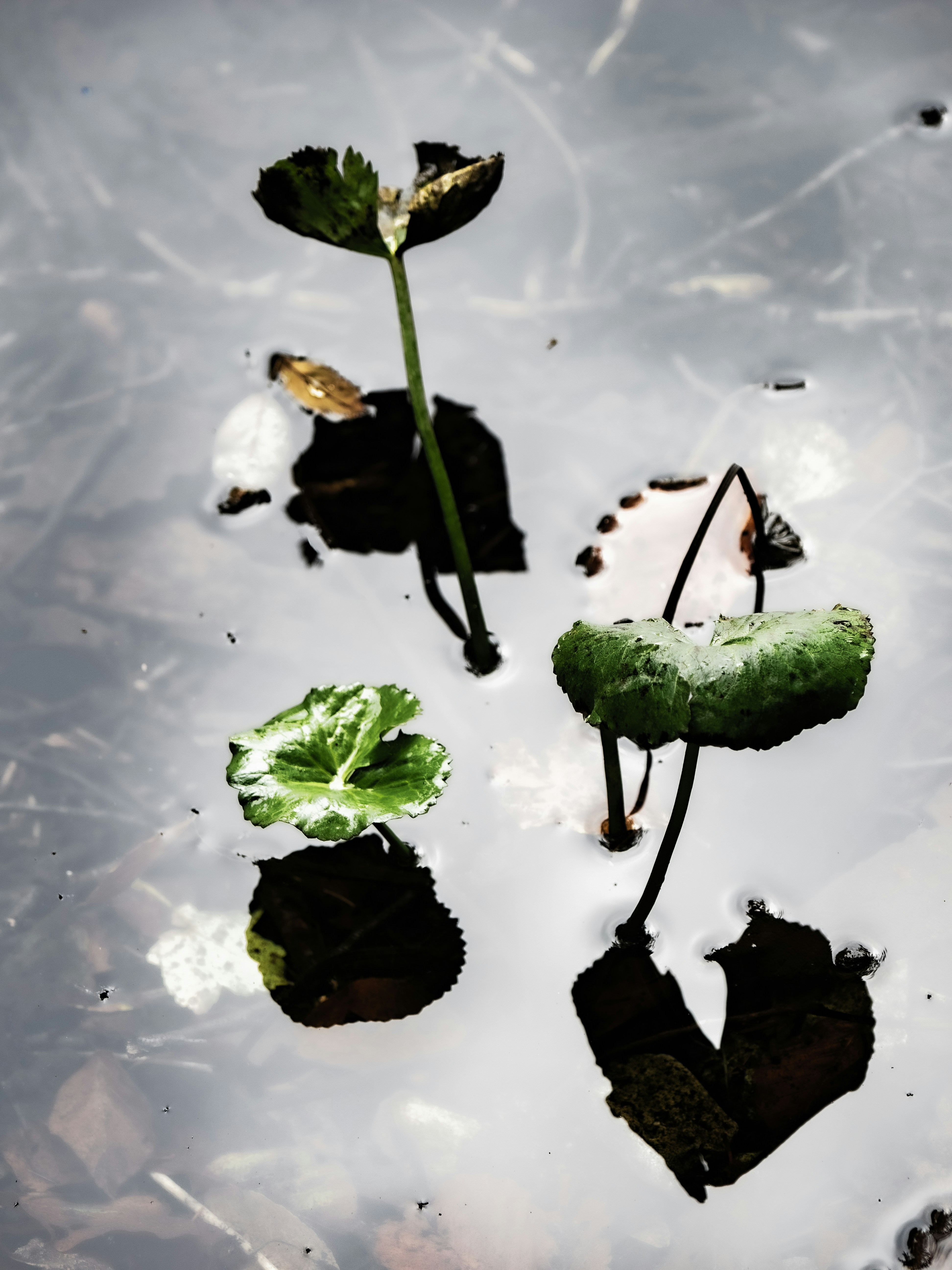 Whispers of Nature: Reflections in Still Waters