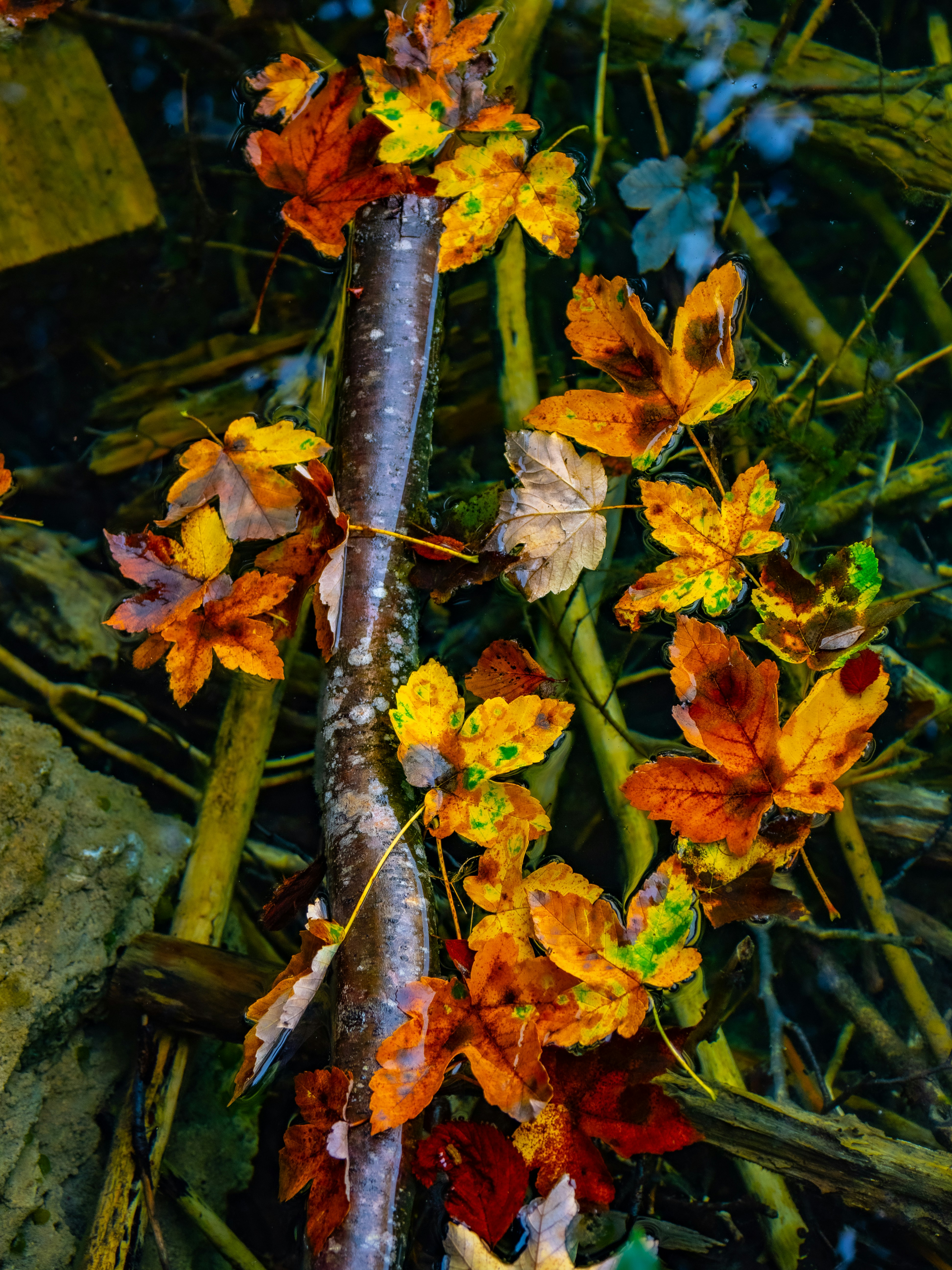 Photo by Diego Romeo