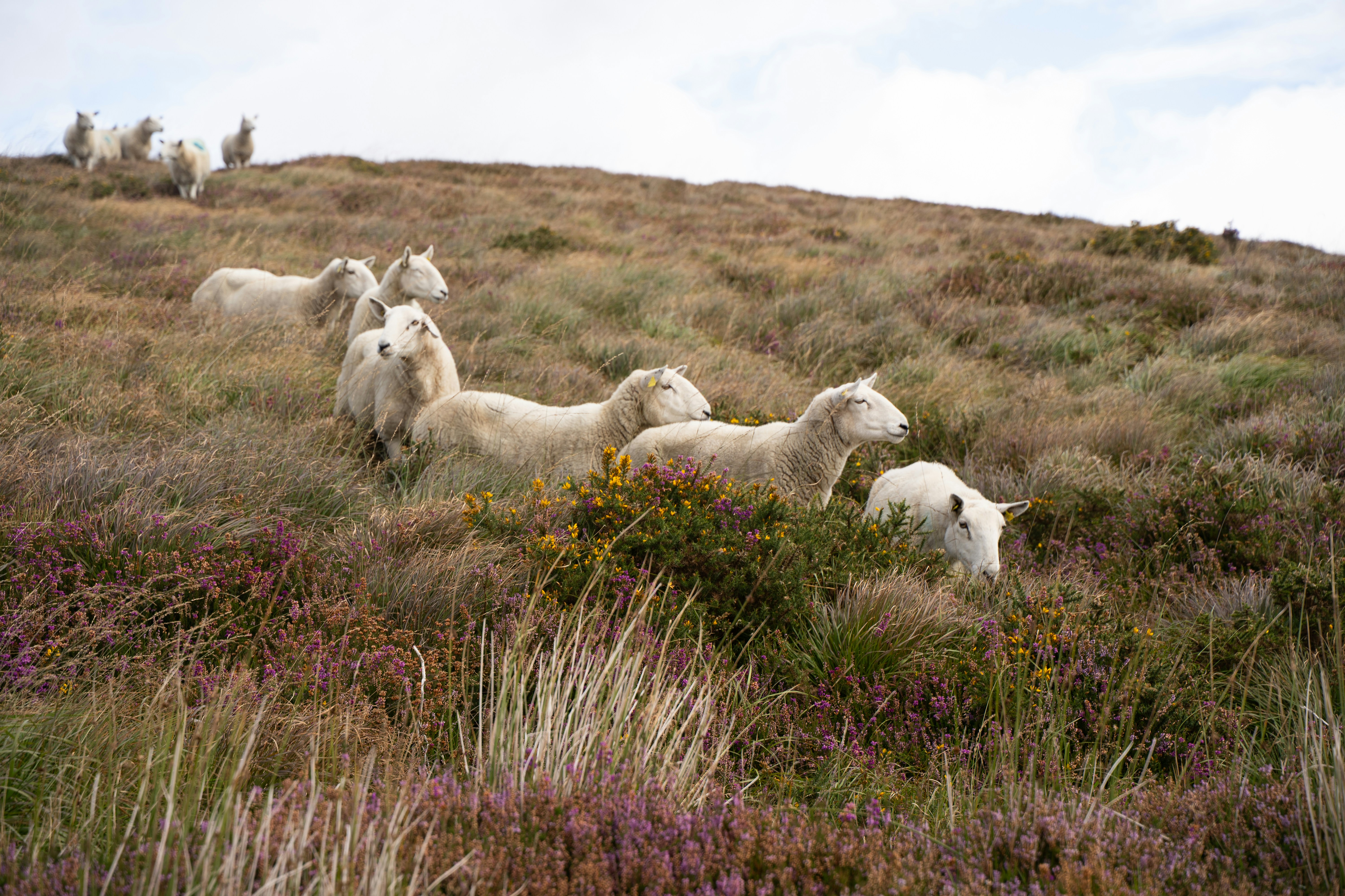 Grazing Harmony on the Hillside