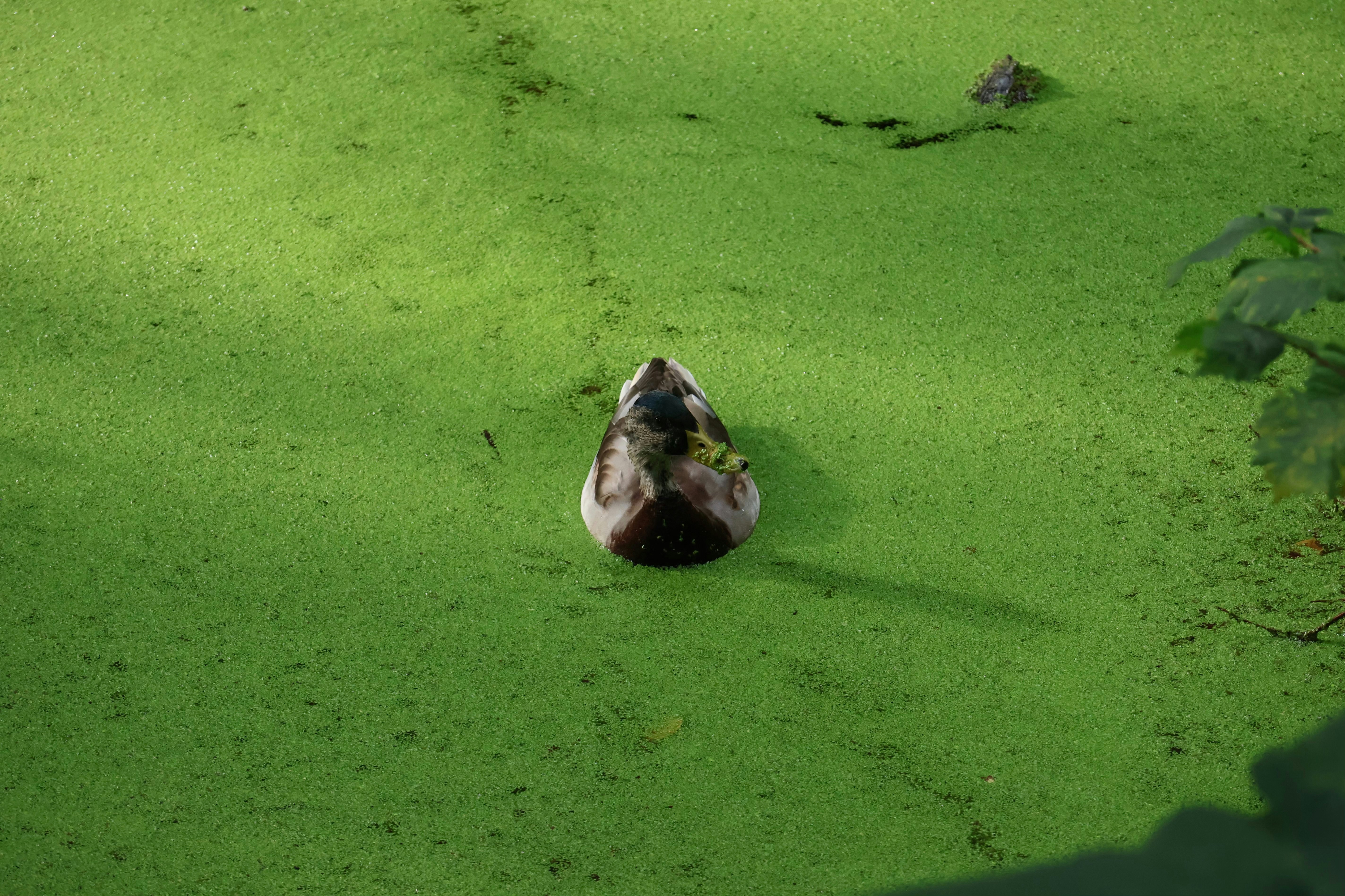 Serenity Amidst the Green Veil