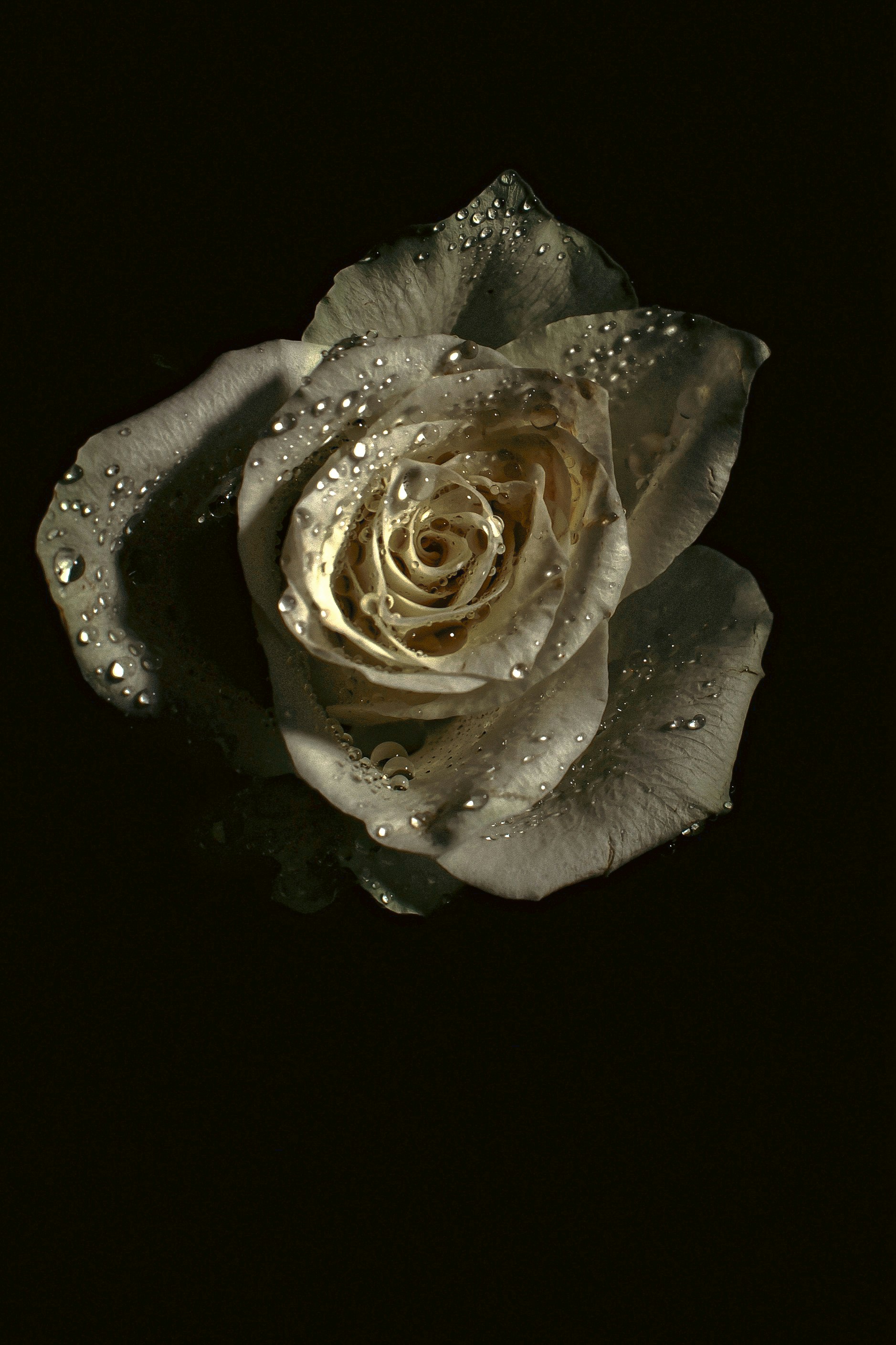 A beautiful cream coloured rose, covered in water droplets, against a black background. | A single white rose with water droplets.