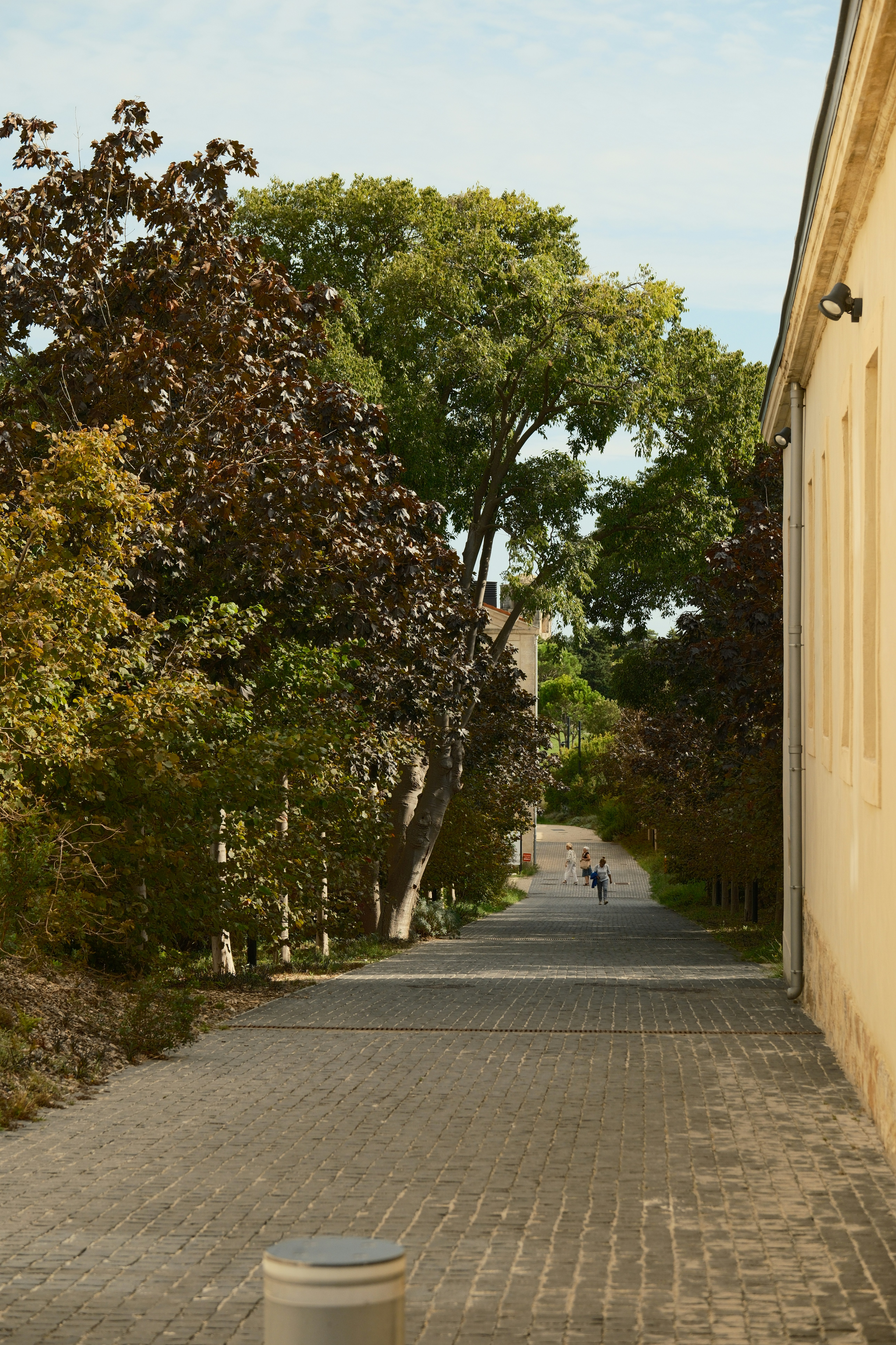 Serenity in the Stroll: A Pathway Through Nature's Embrace