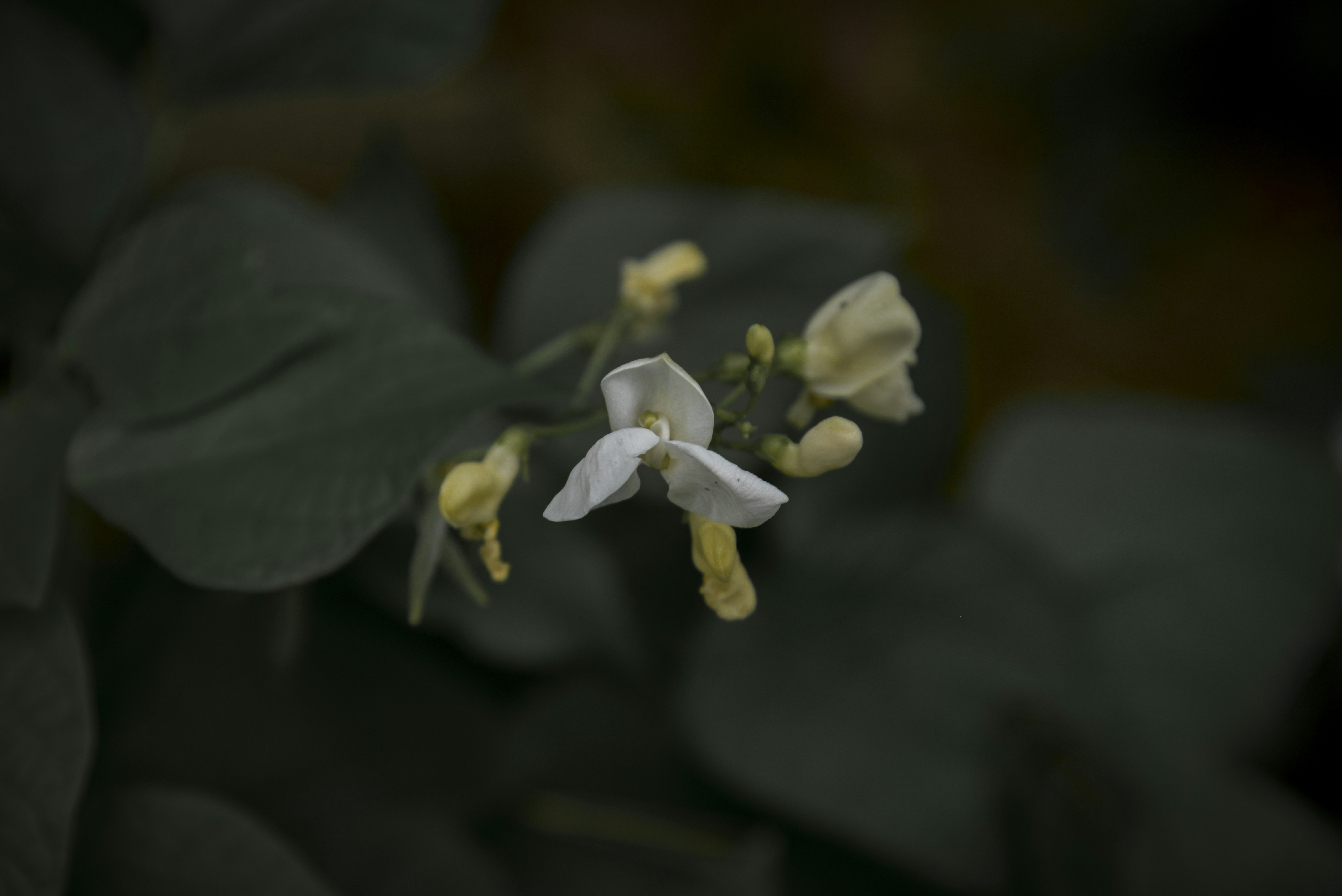 White blossom amid shadowed foliage: a quiet garden micro-scene