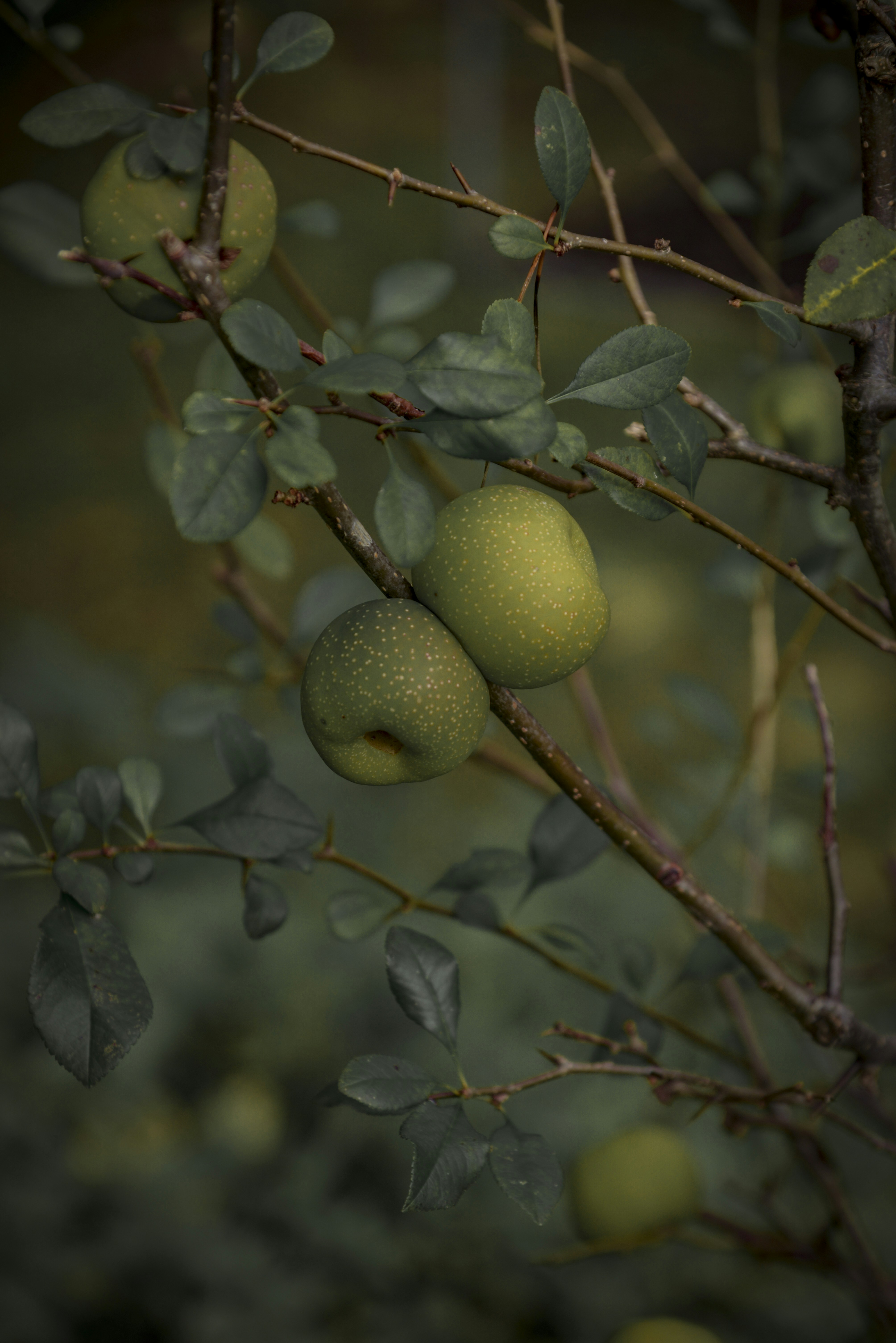 Emerald Orbs: Nature's Hidden Gems