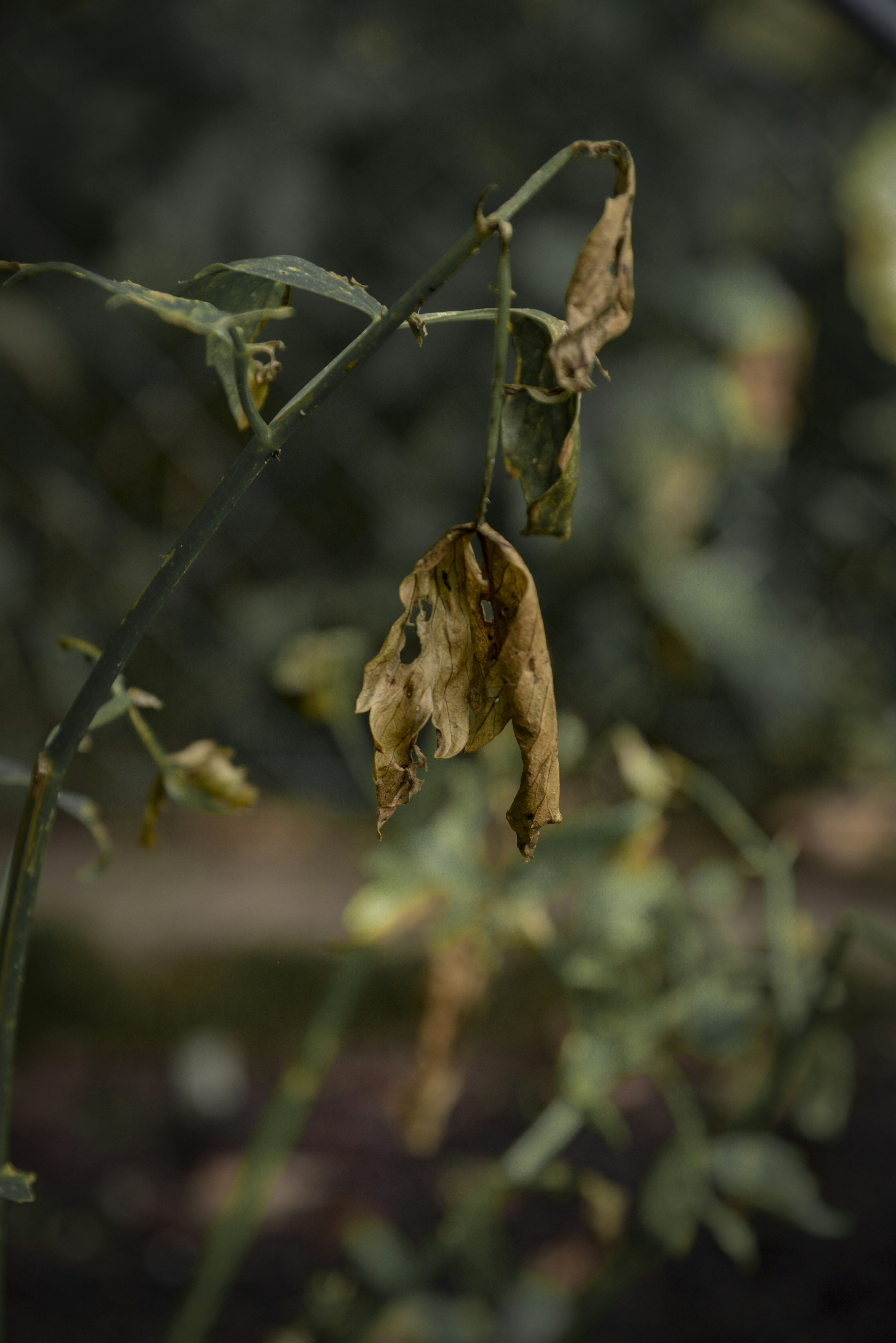 Whispers of Withering Leaves
