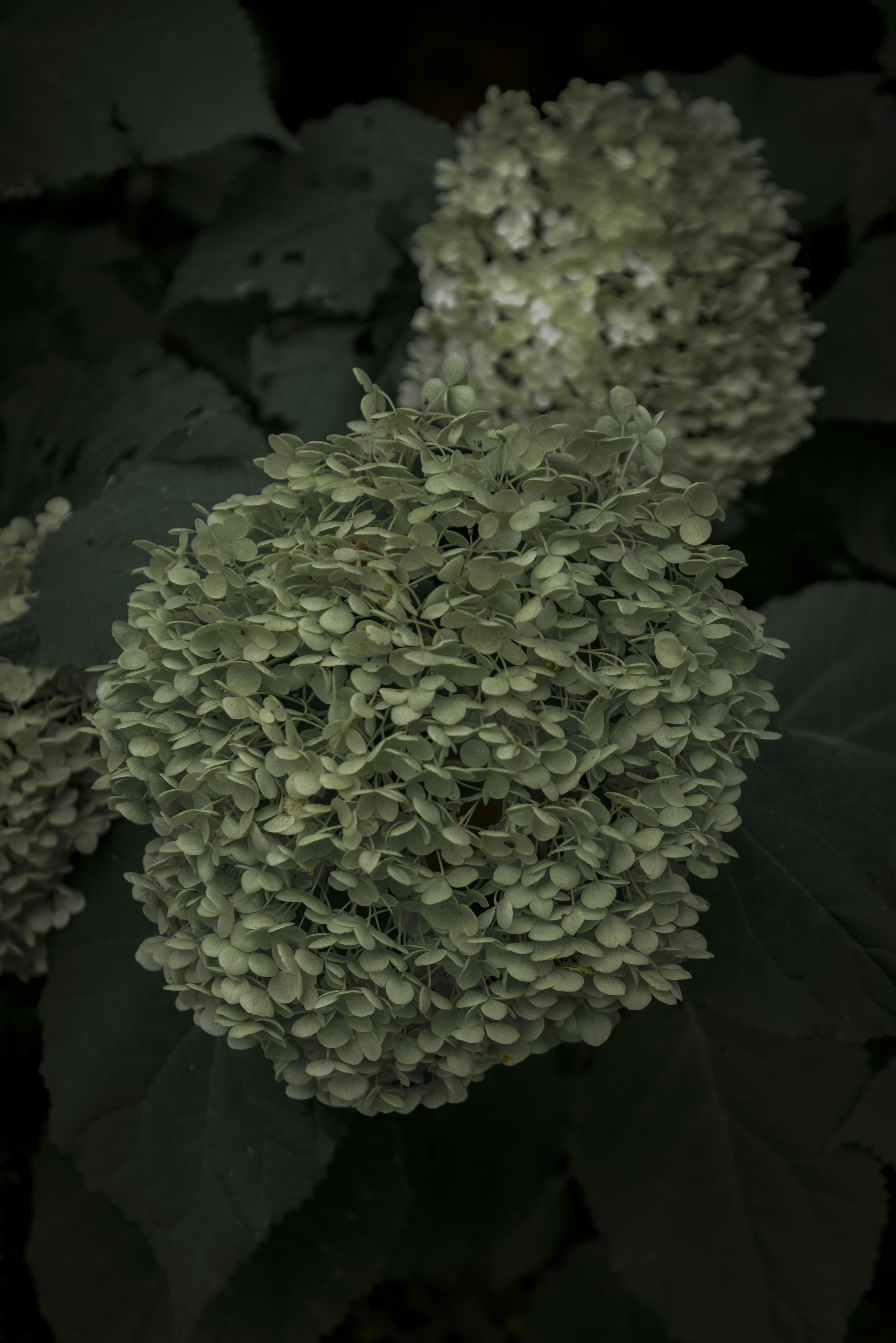 Whispers of Nature: The Subtle Elegance of Hydrangeas