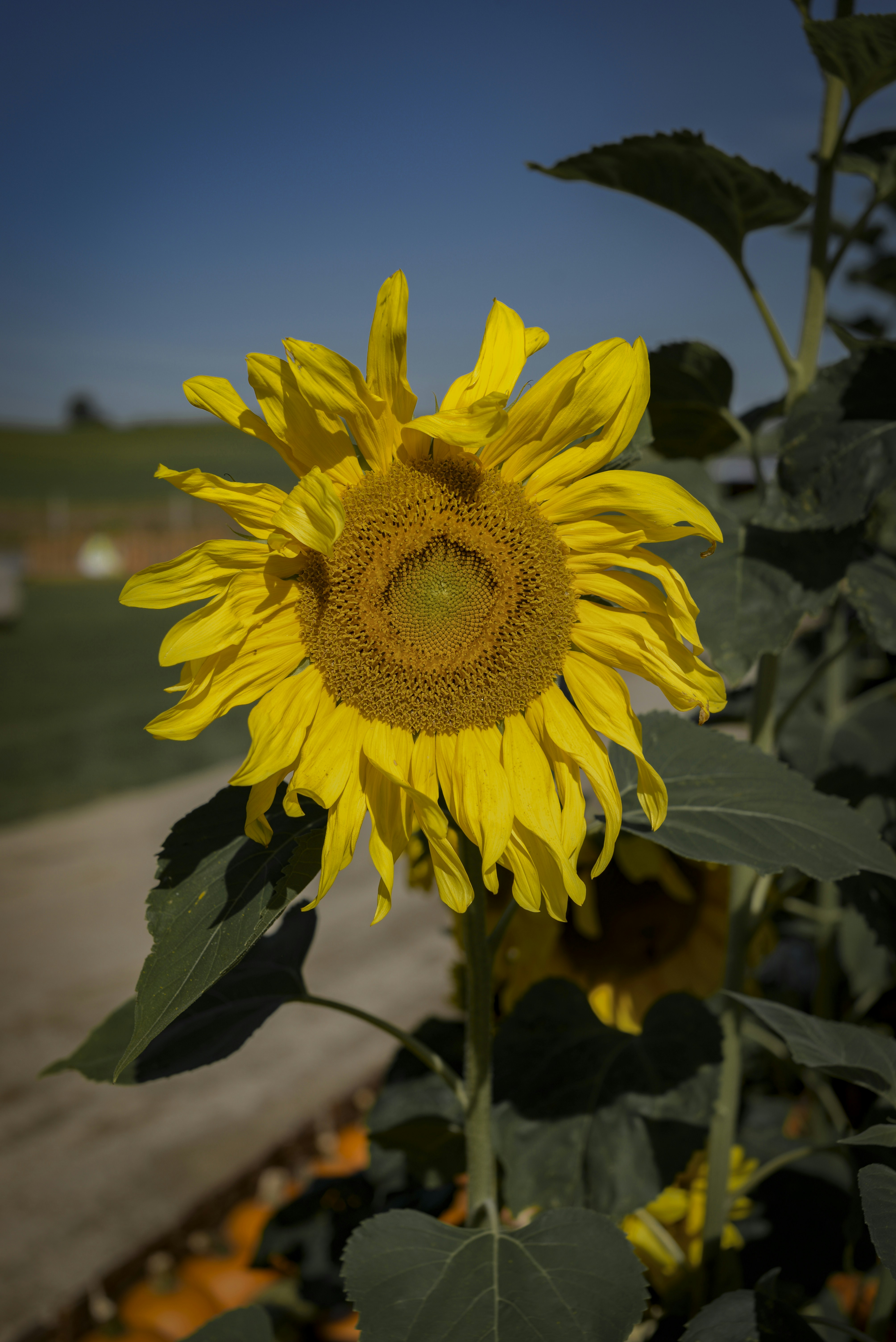 Sunlit Symphony of Yellow