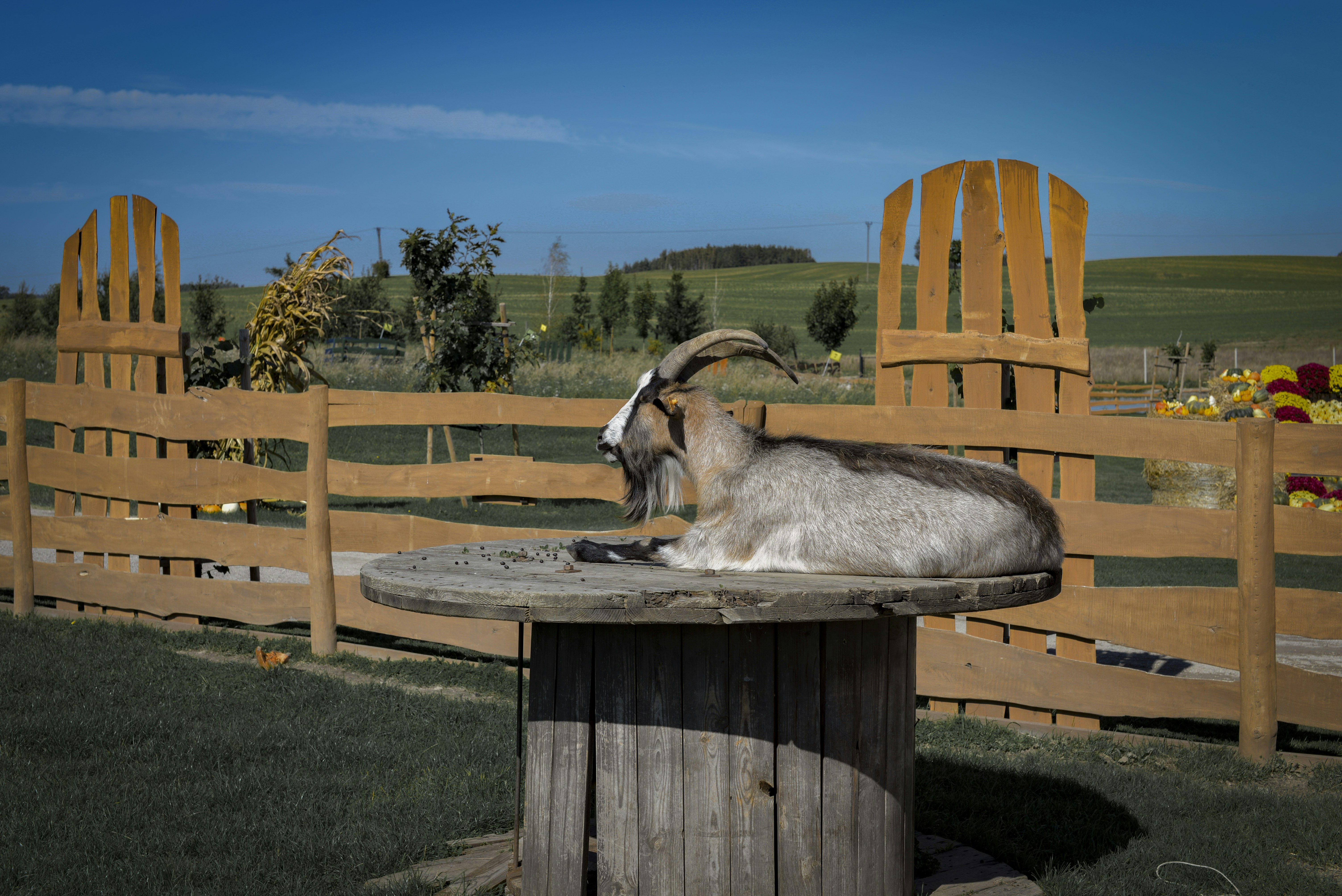 The Leisurely Goat's Retreat