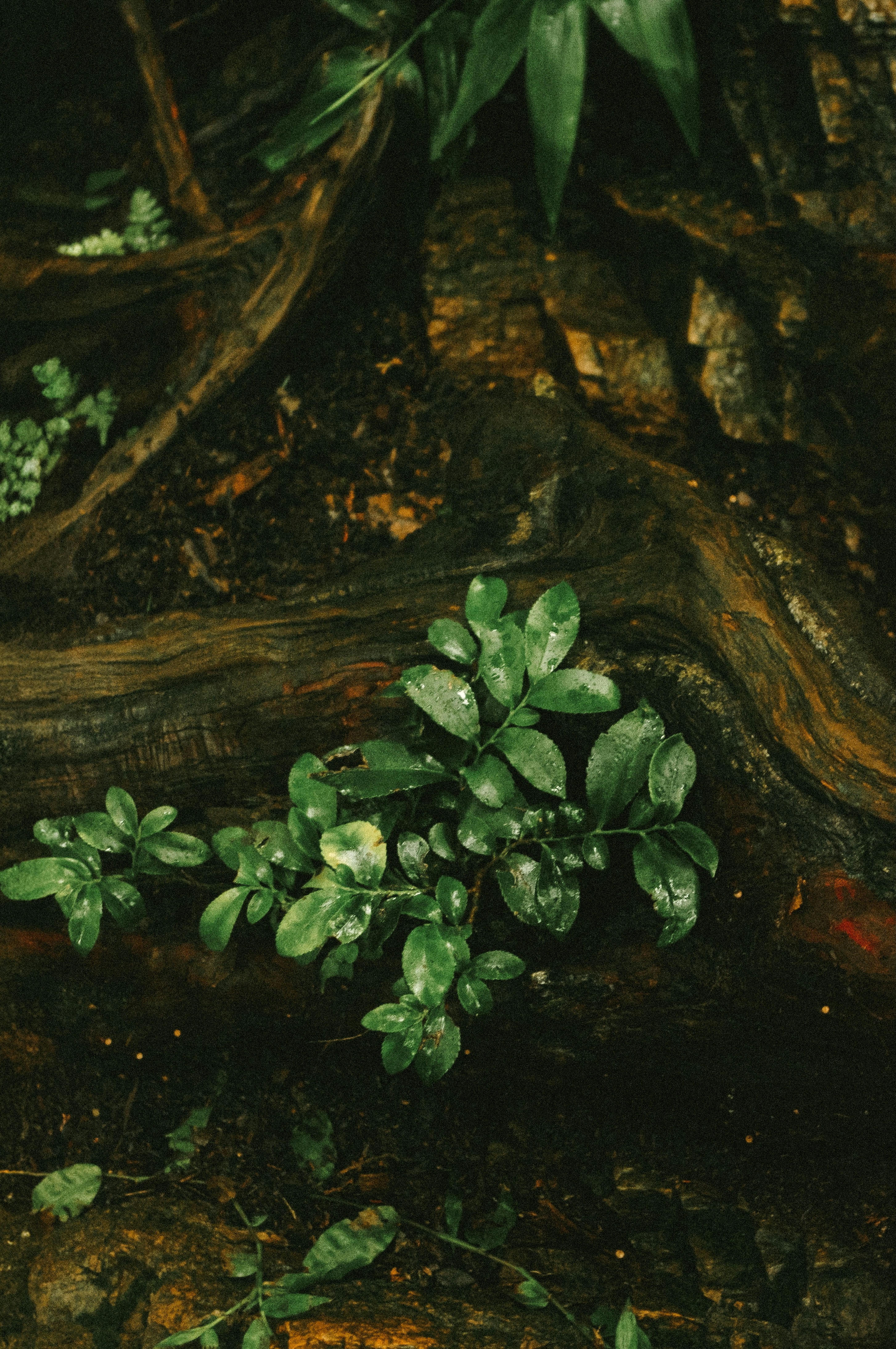 Green leaves grow on dark, textured tree roots.