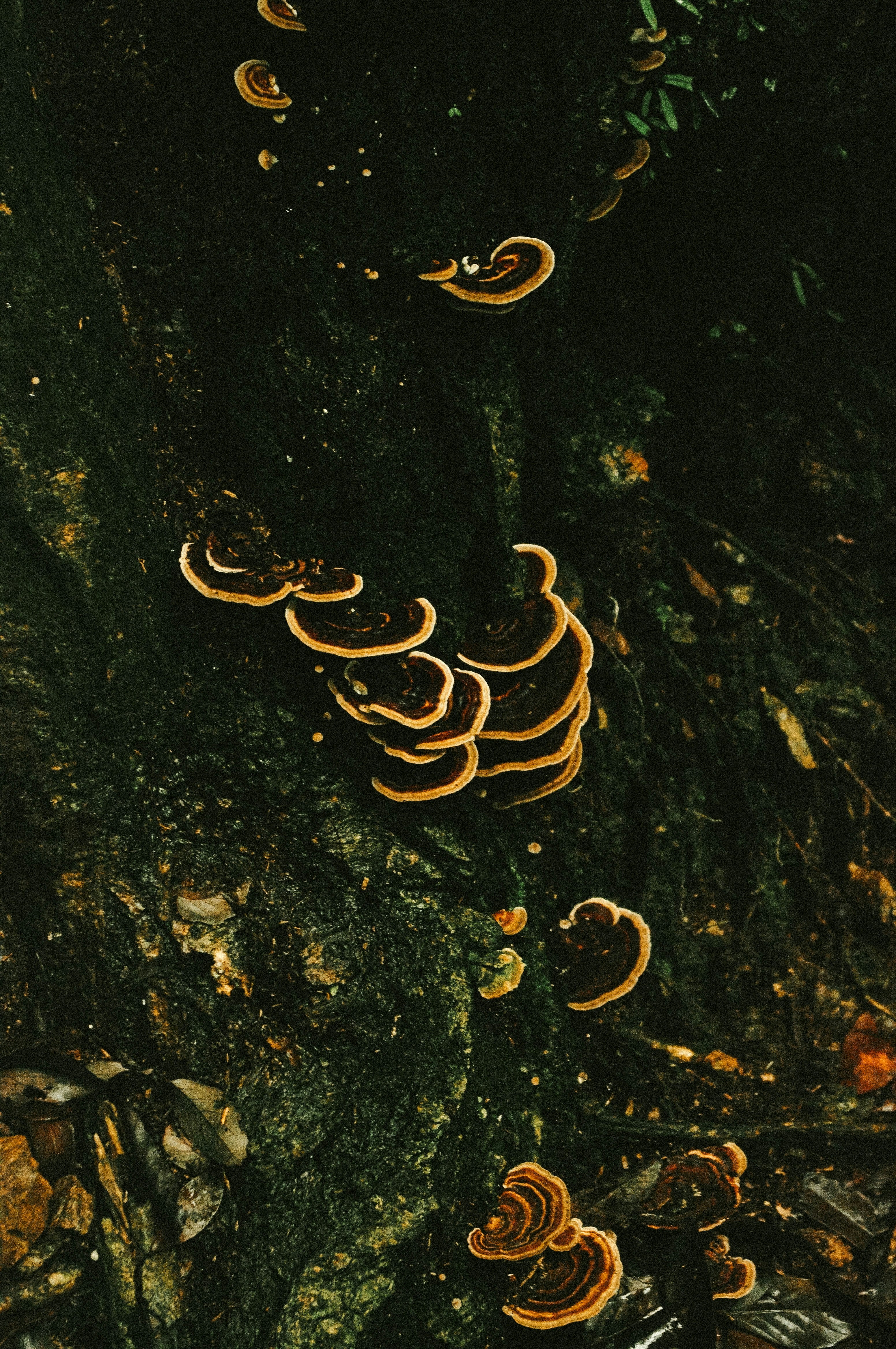 Shelf fungi growing on a dark, textured surface.