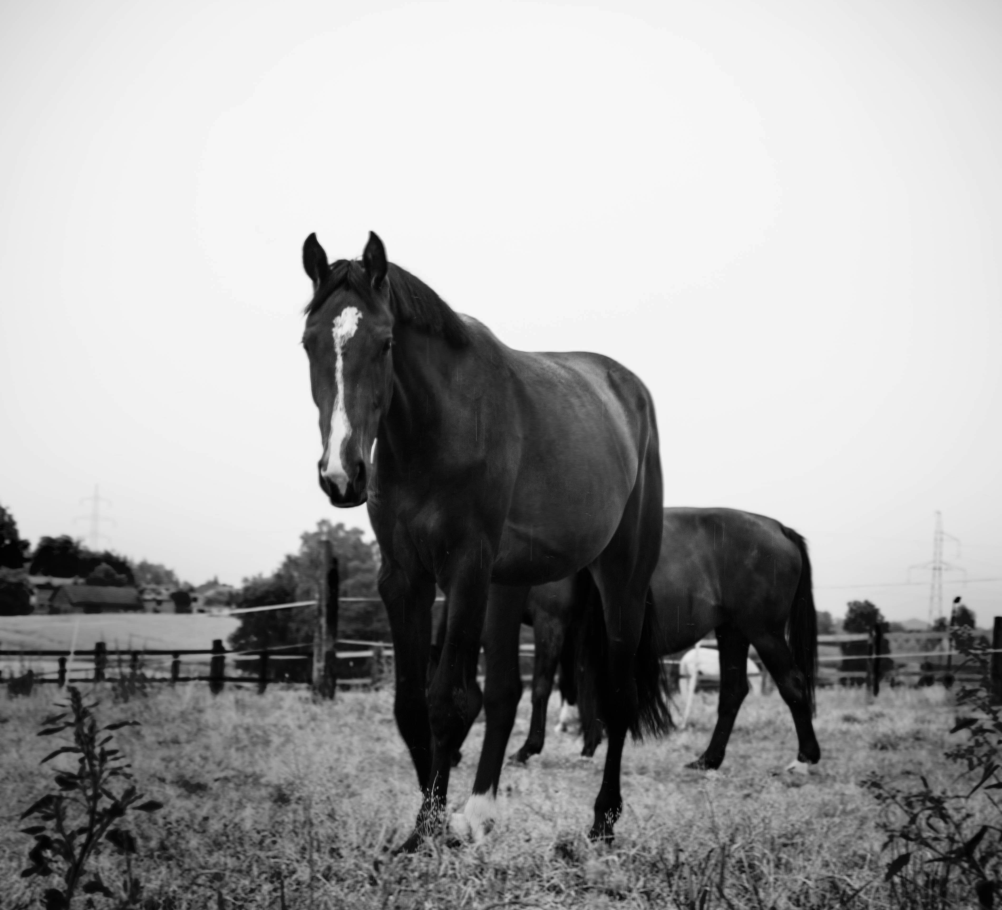 Two horses standing in a field.