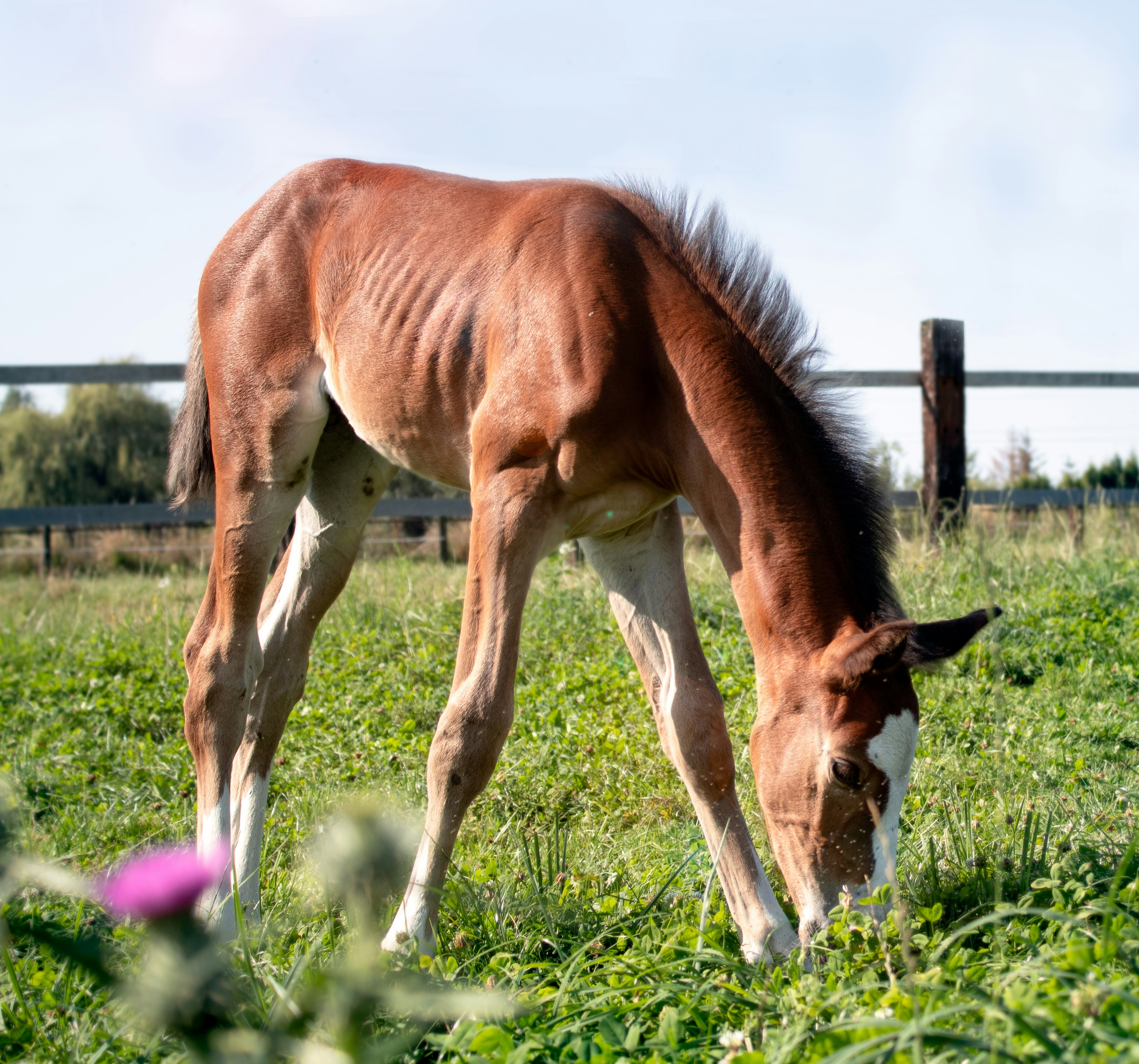 A young brown foal grazing in a green field.