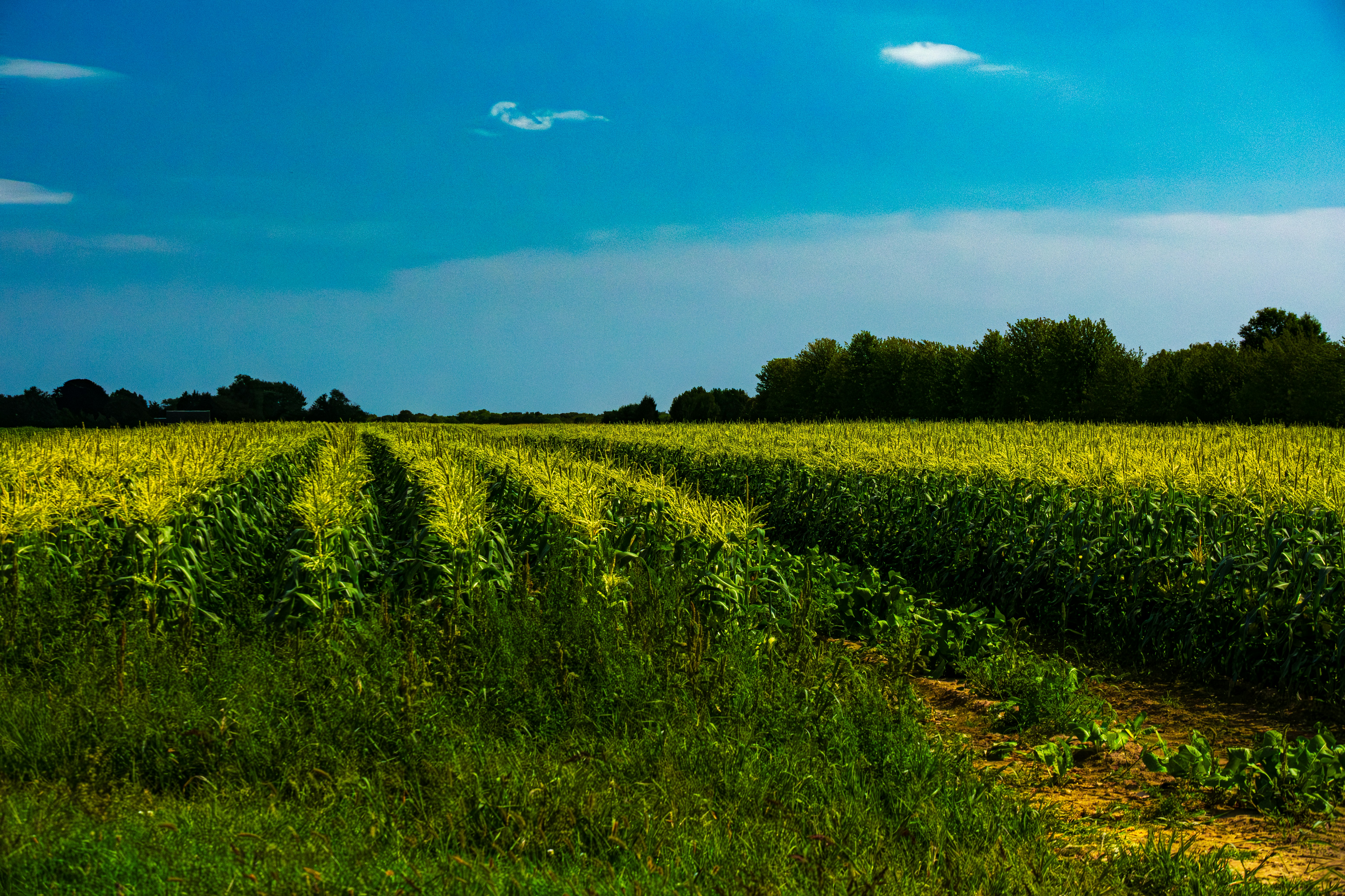 Expansive cornfield stretches under a vast blue sky, with rows of vibrant green crops leading the eye towards the horizon.