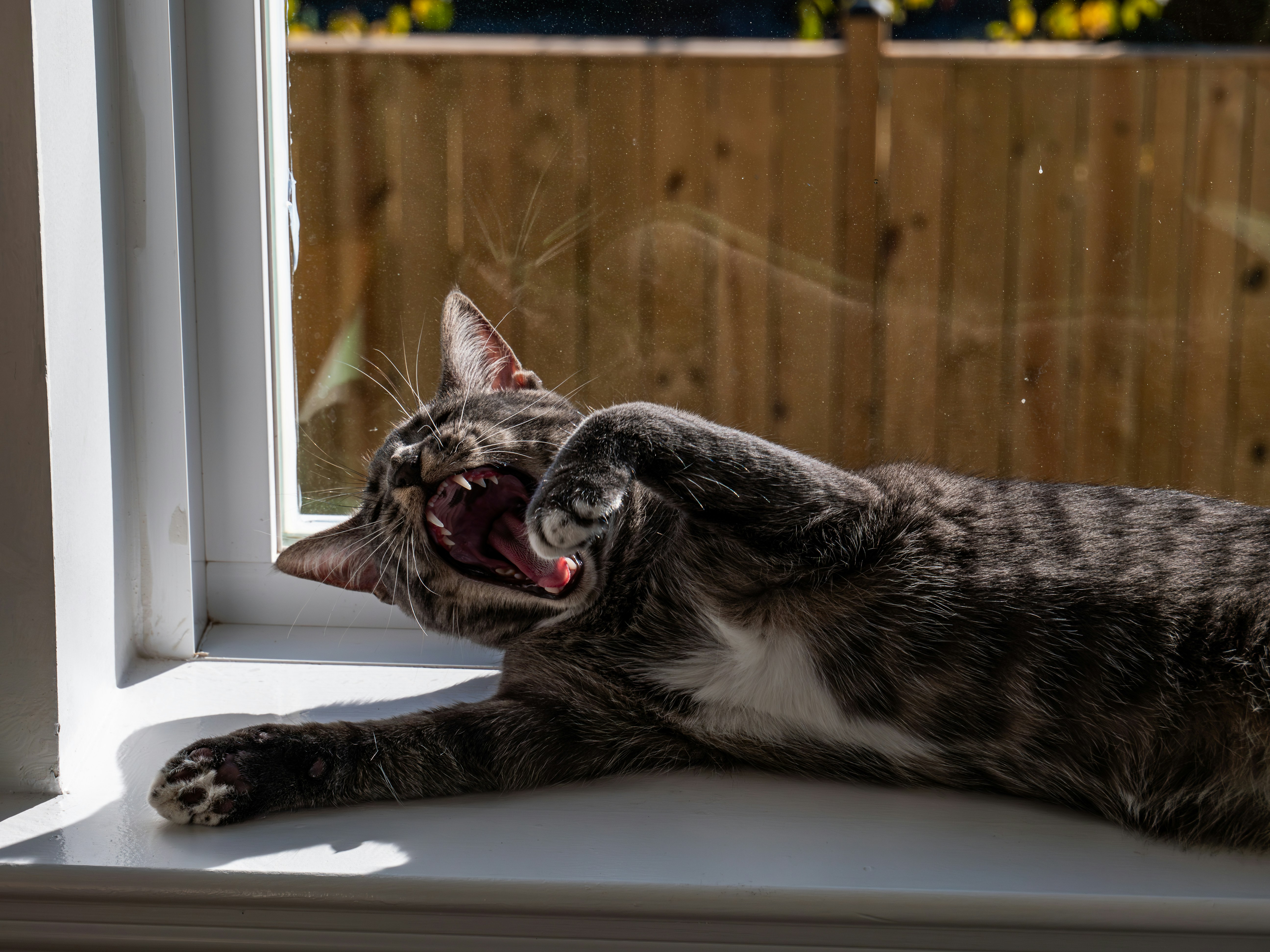 Whiskered Sunshine: A Feline's Afternoon Yawn