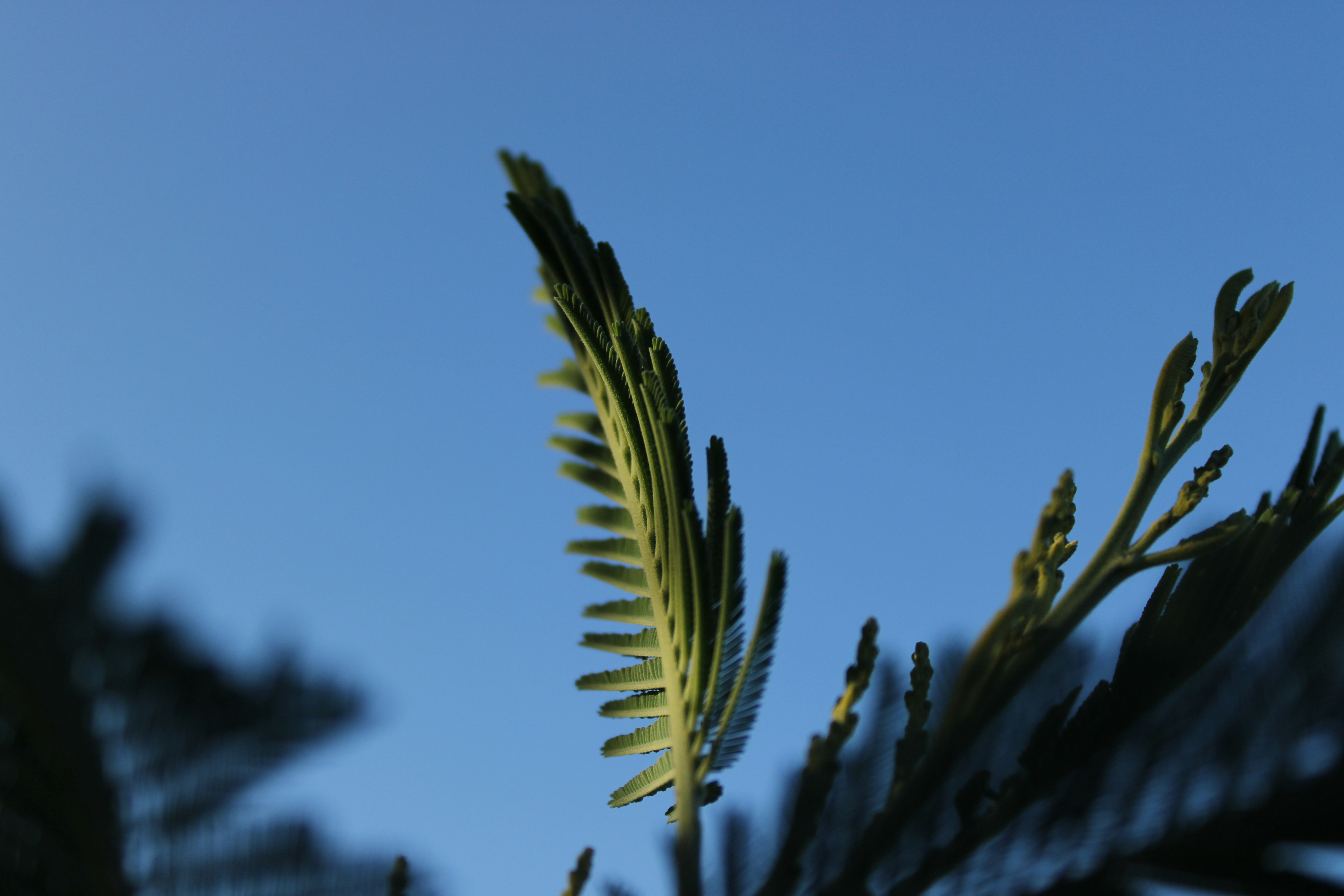 Whispers of Green Against the Sky