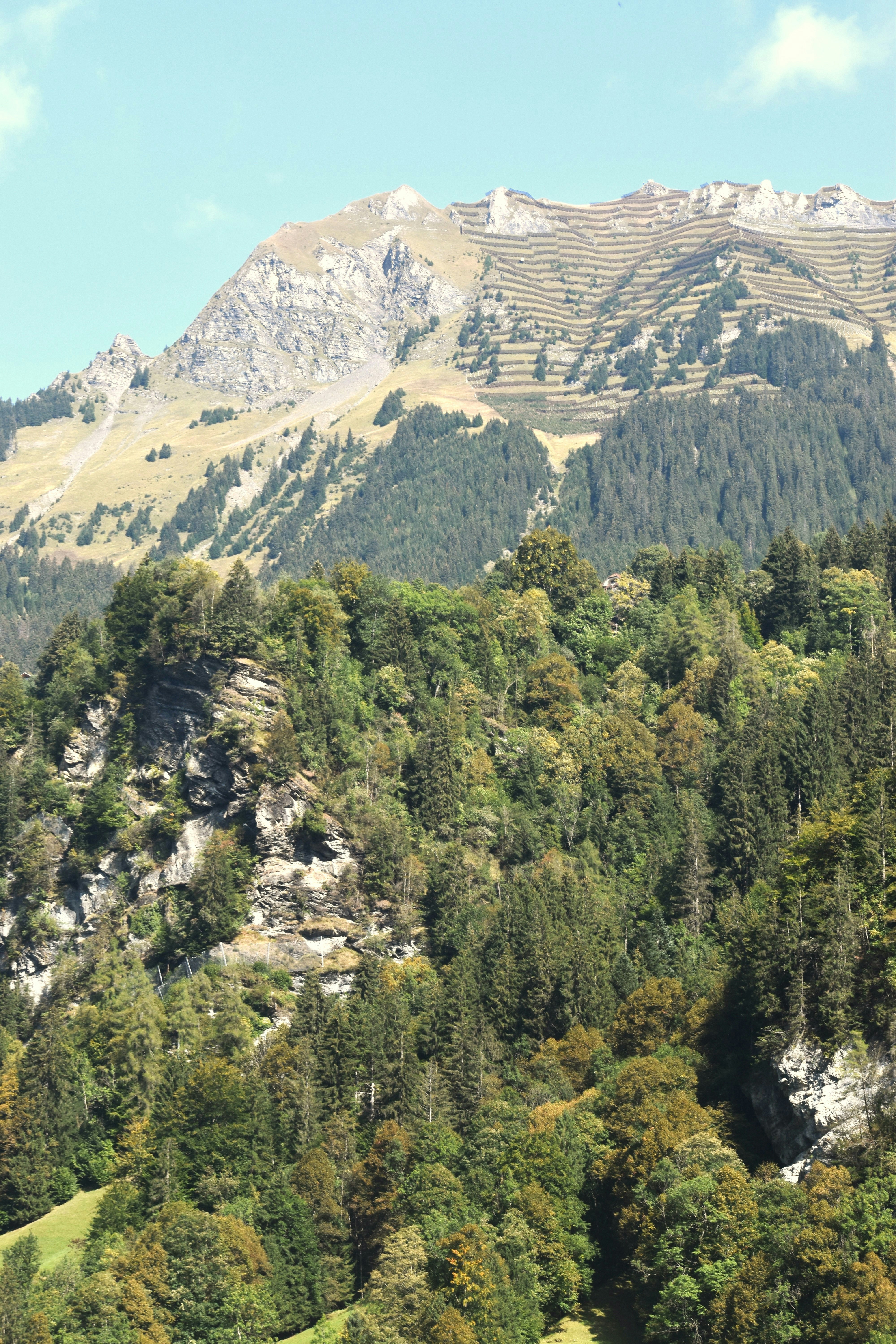 Grindelwald, Mountains | Lush green forest covers steep mountain slopes.