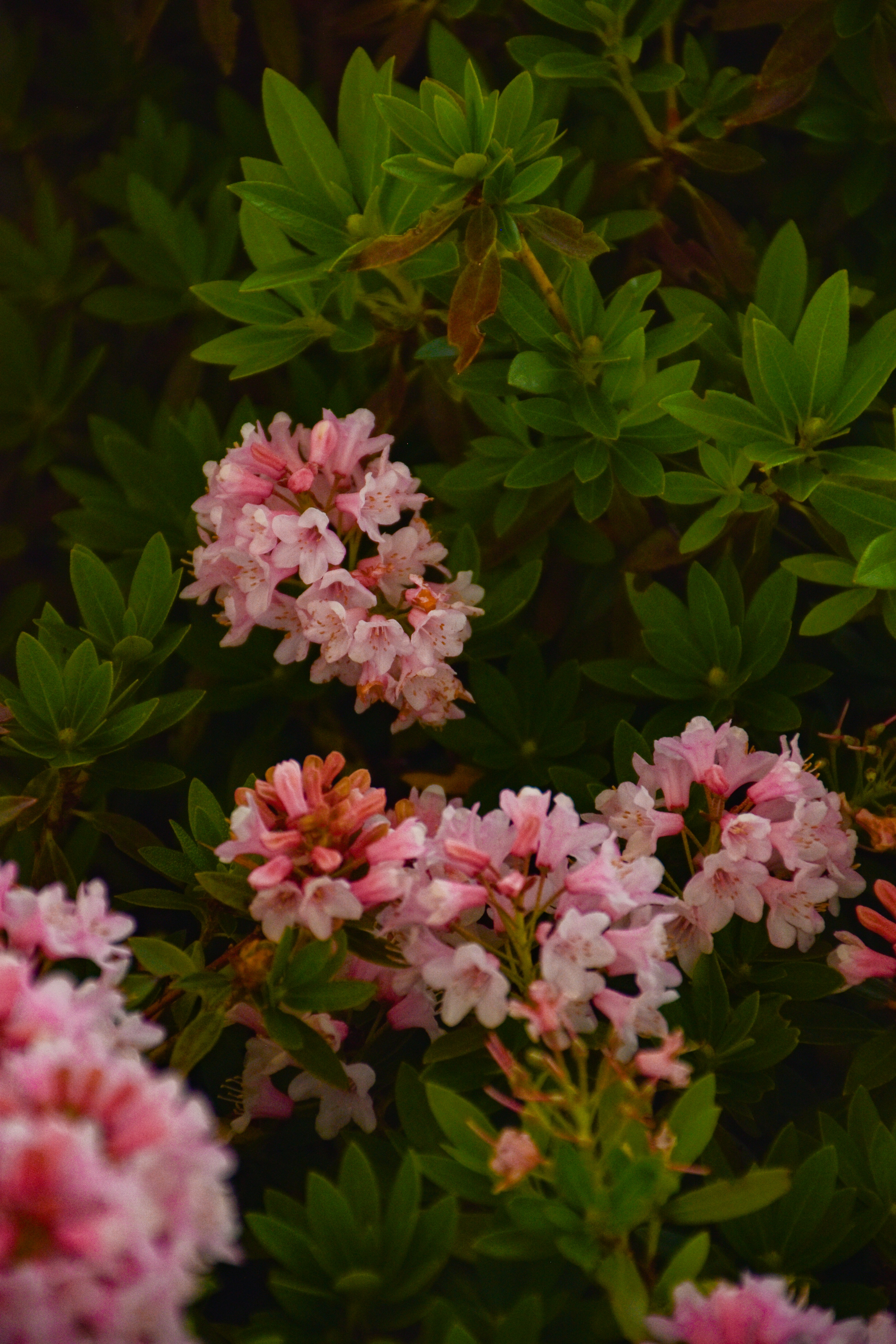 Delicate pink rhododendron flowers bloom amidst green leaves.