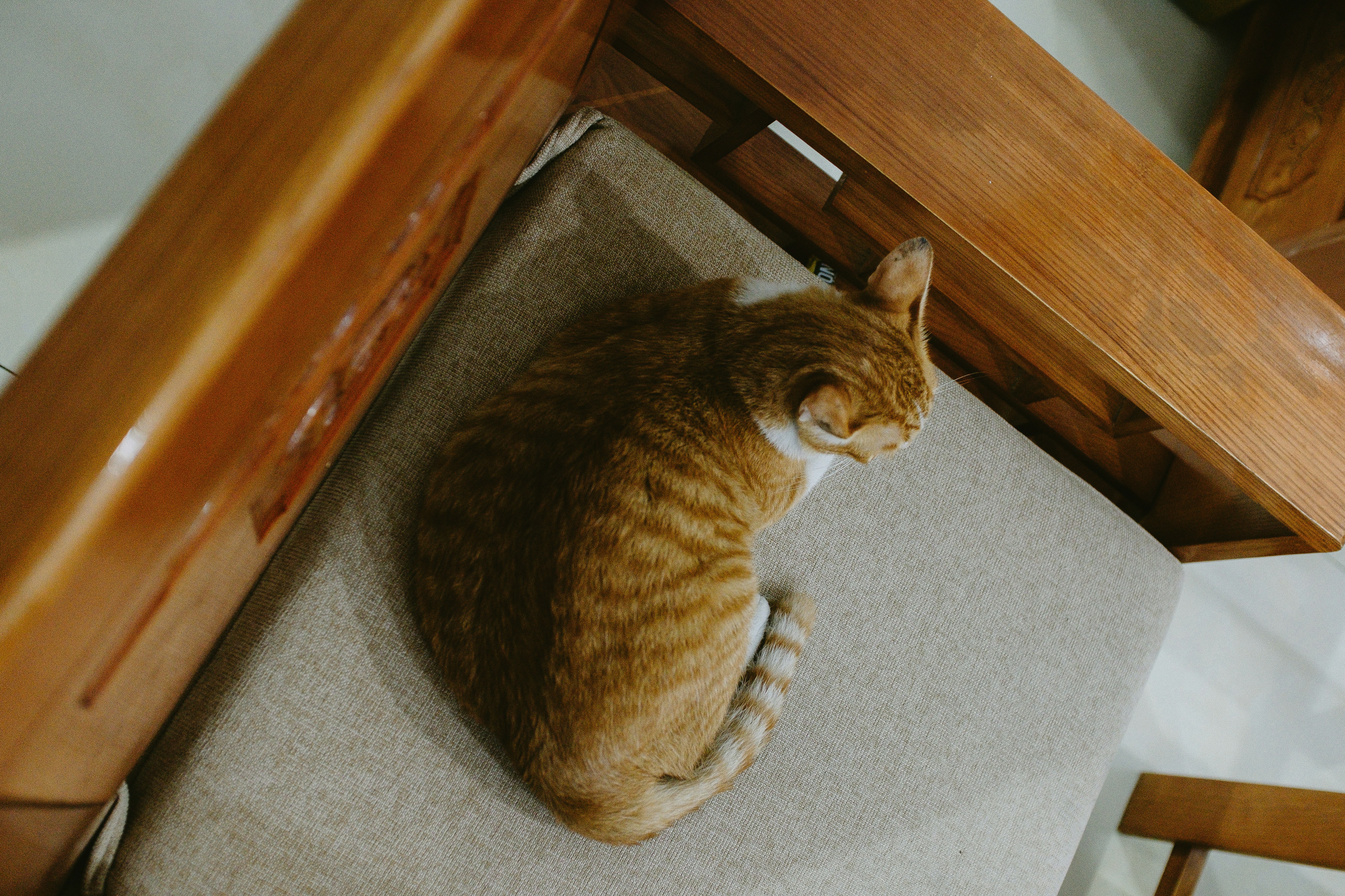 An orange tabby cat sleeps curled up on a cushion.