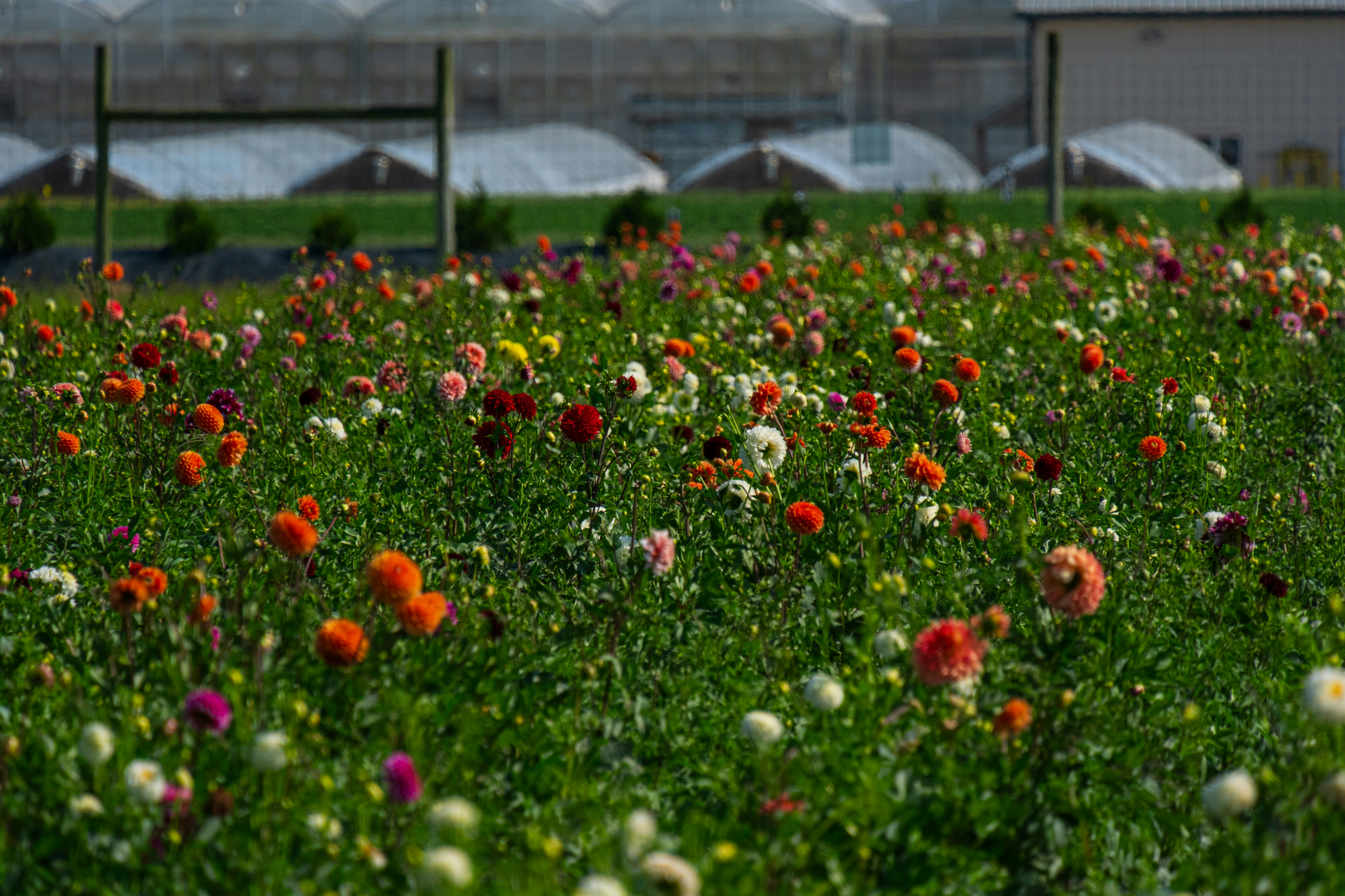 Foto Ladang bunga berwarna-warni dengan rumah kaca di latar belakang ...