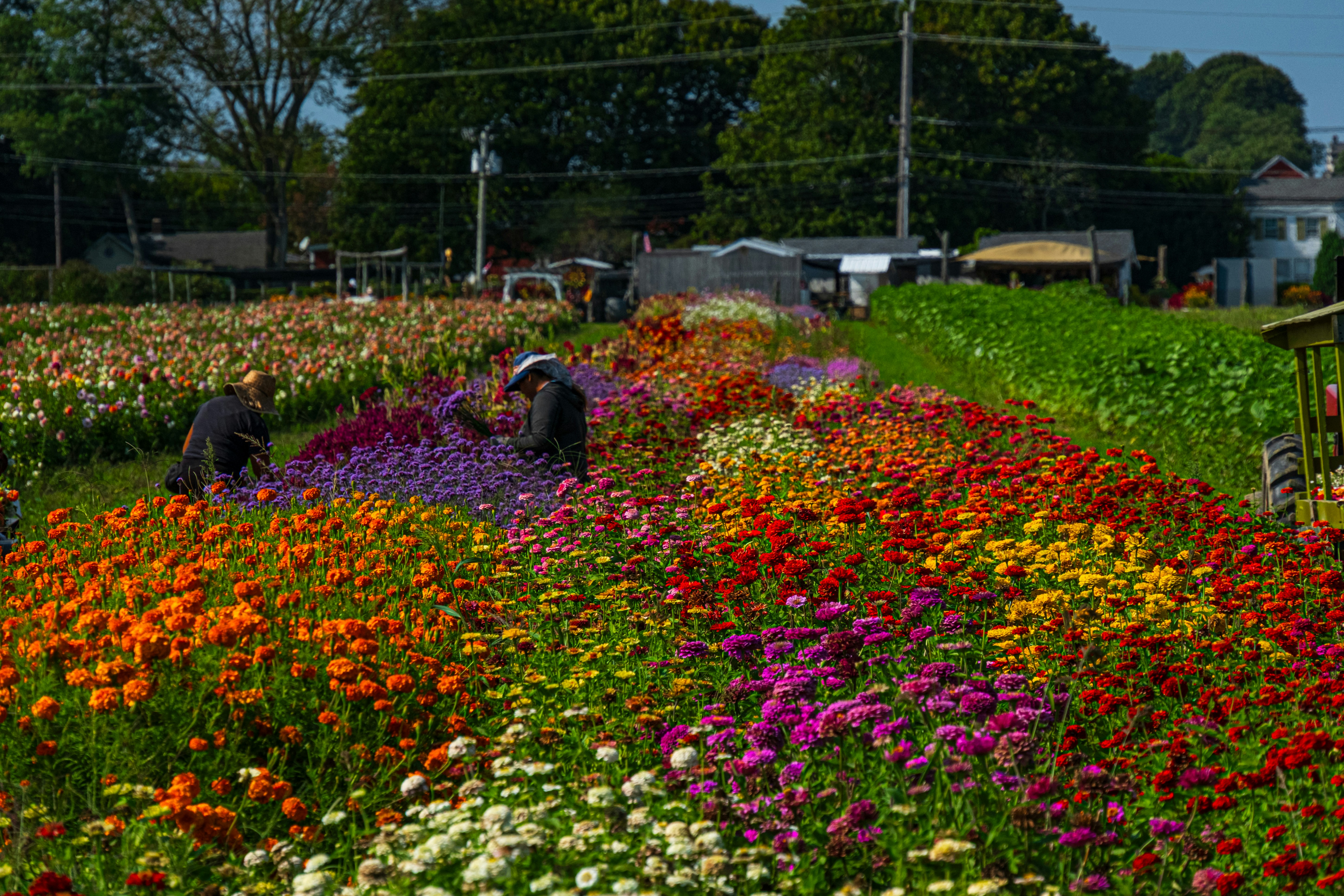 Workers tending to colorful flower beds at a farm. photo – Free ...