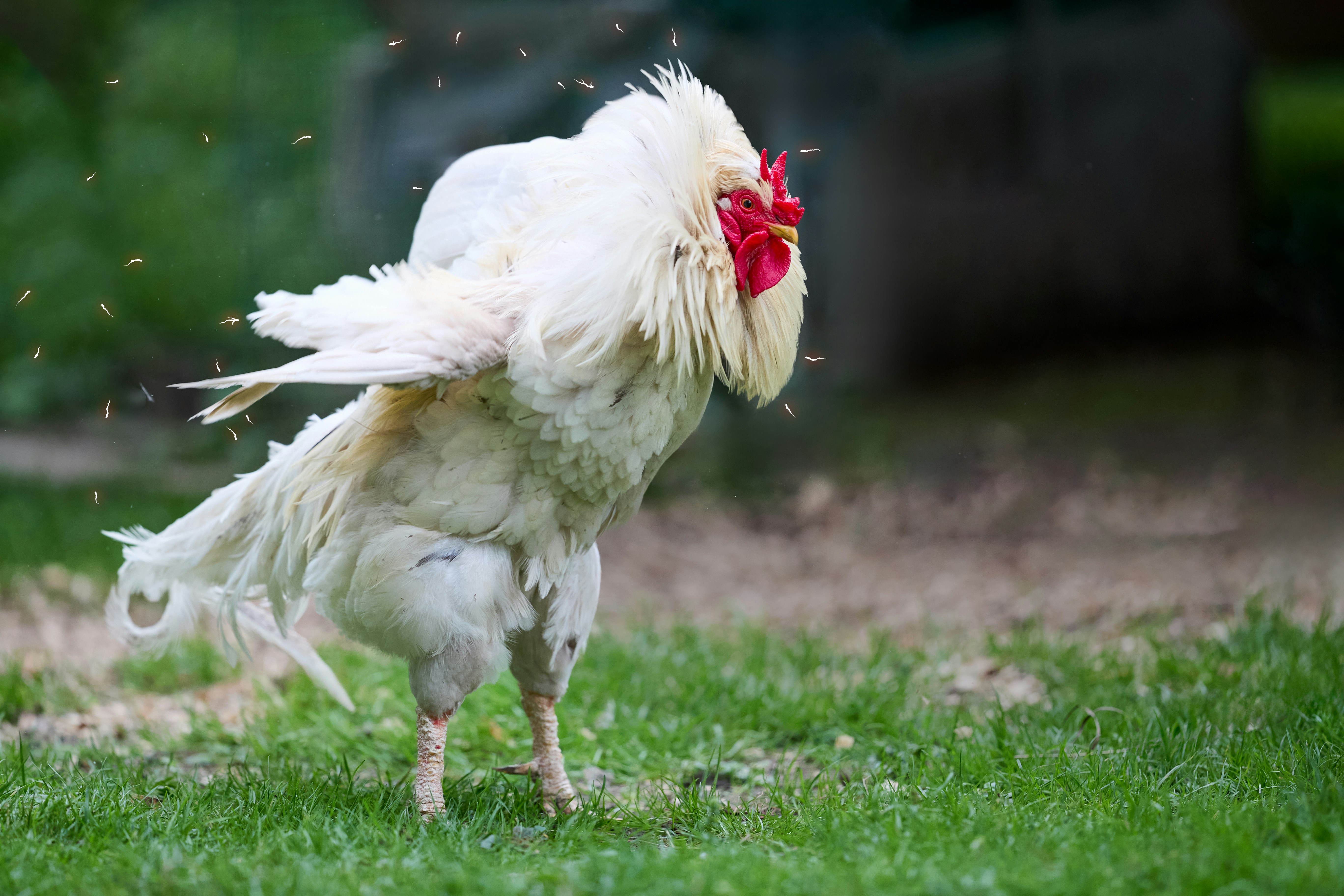 A comical white rooster has a vigorous shake, ruffling all its feathers and sending dust flying in a grassy farmyard. | White rooster shaking its feathers in a grassy field.