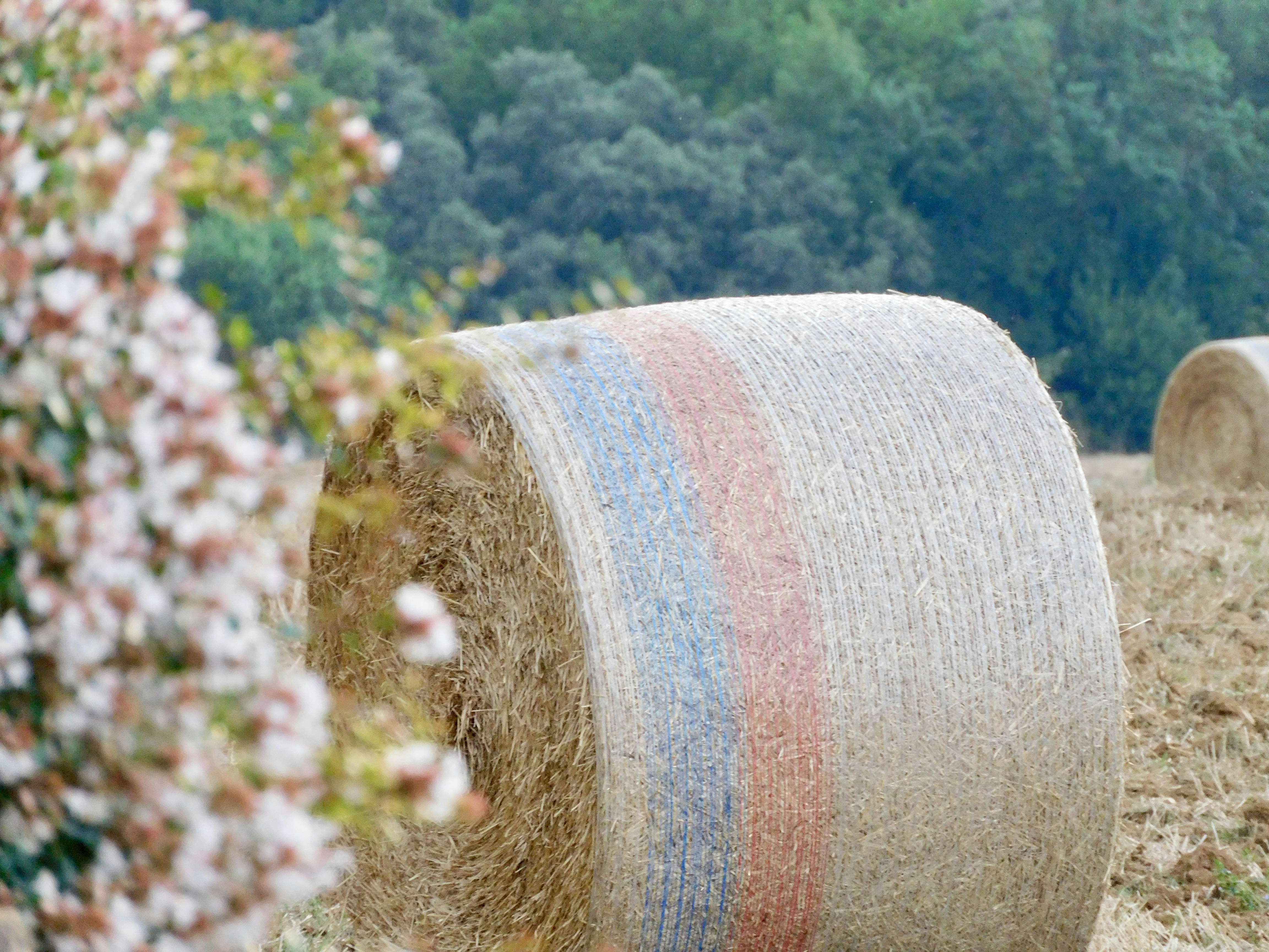 Round hay bales adorned with colorful stripes nestled in a serene rural landscape, framed by delicate flowers in the foreground.