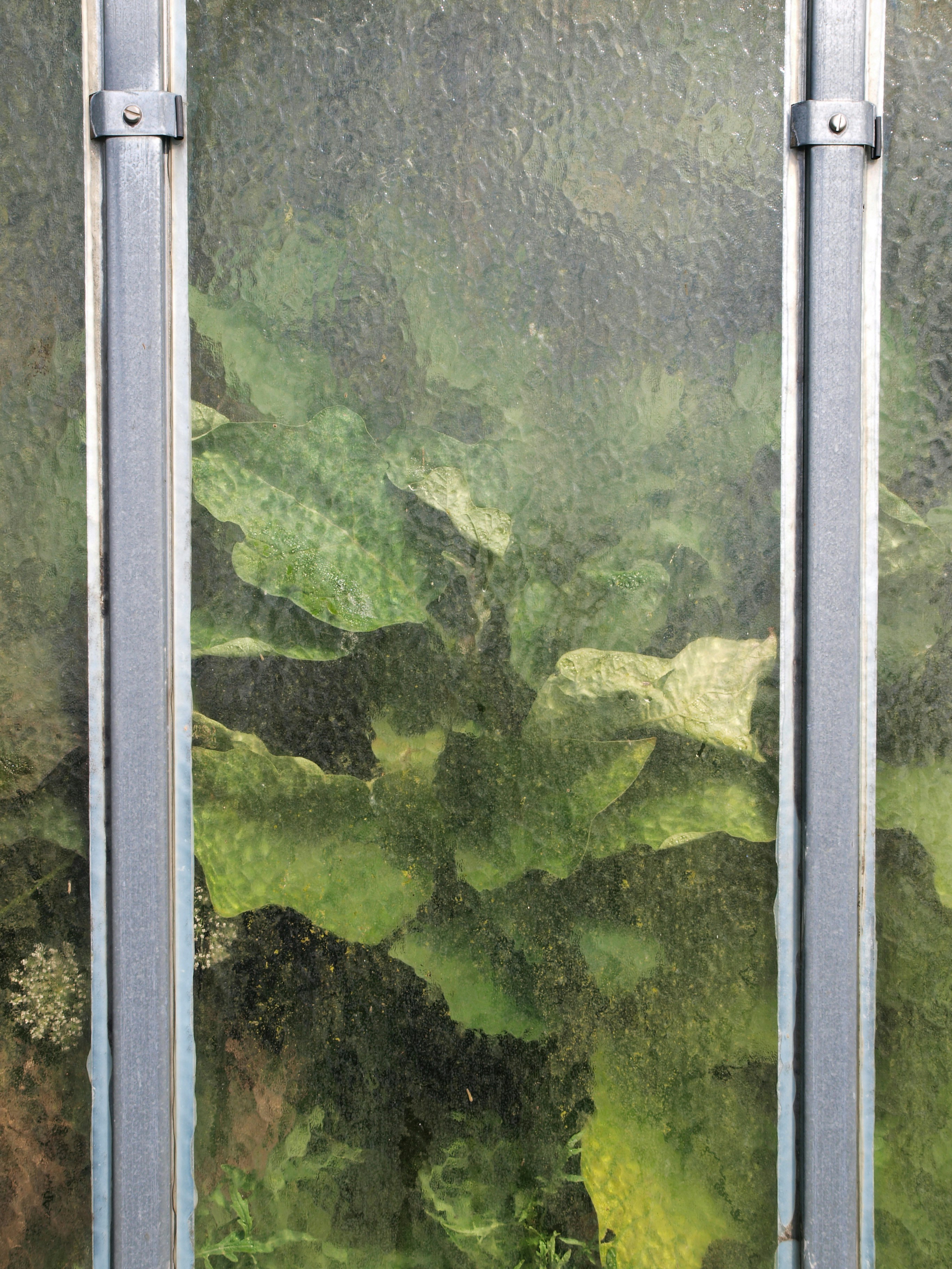 Nature's Veil: A Glimpse Through Glass