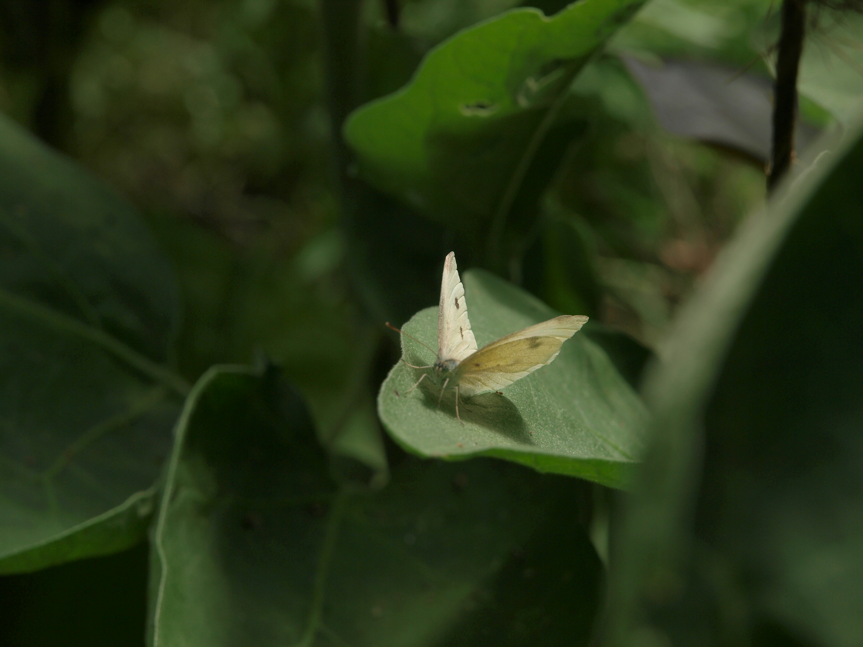 Two white butterflies resting on a green leaf